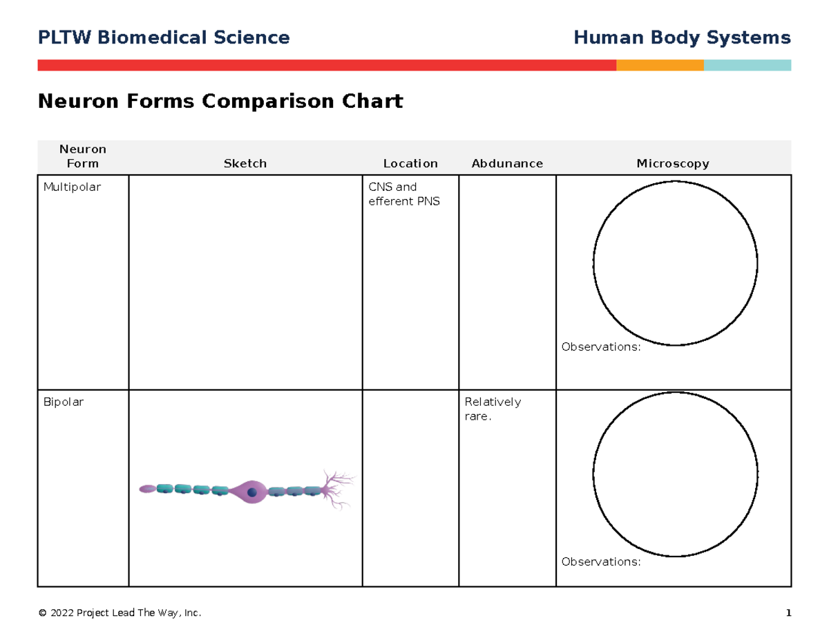 HBS 213 Neuron Forms Comparison Chart - PLTW Biomedical Science Human Body Systems Neuron Forms ...