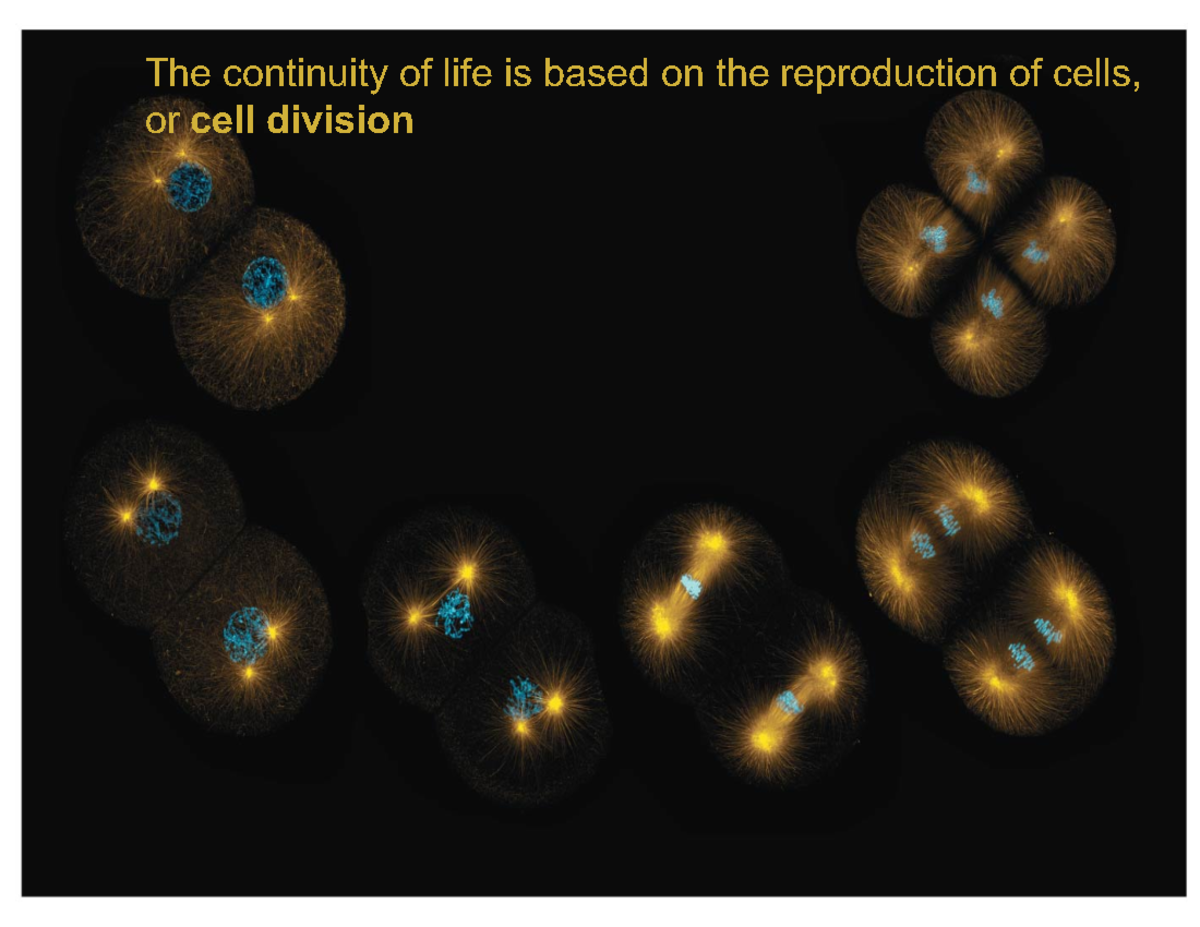 Cell Cycle and Mitosis: Stages, Functions, and Cytokinesis Insights ...