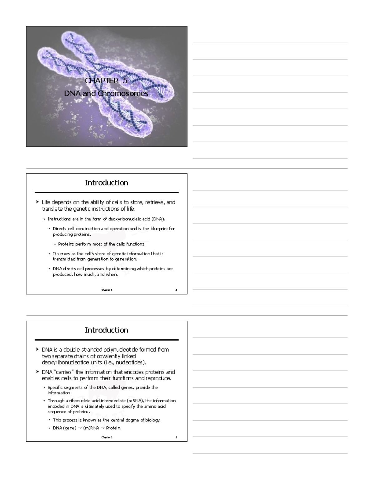 Chapter 5 - DNA Structure and Chromosome Organization Notes - Studocu