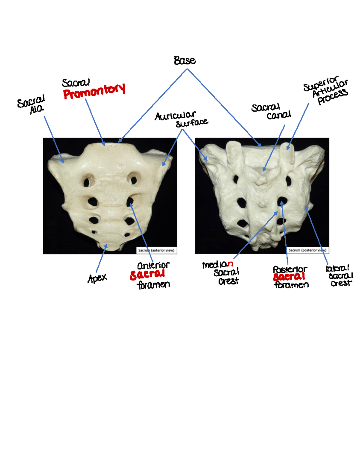 Lab 1 Exam - Lab 1 exam, questions, review, exam questions, diagrams ...