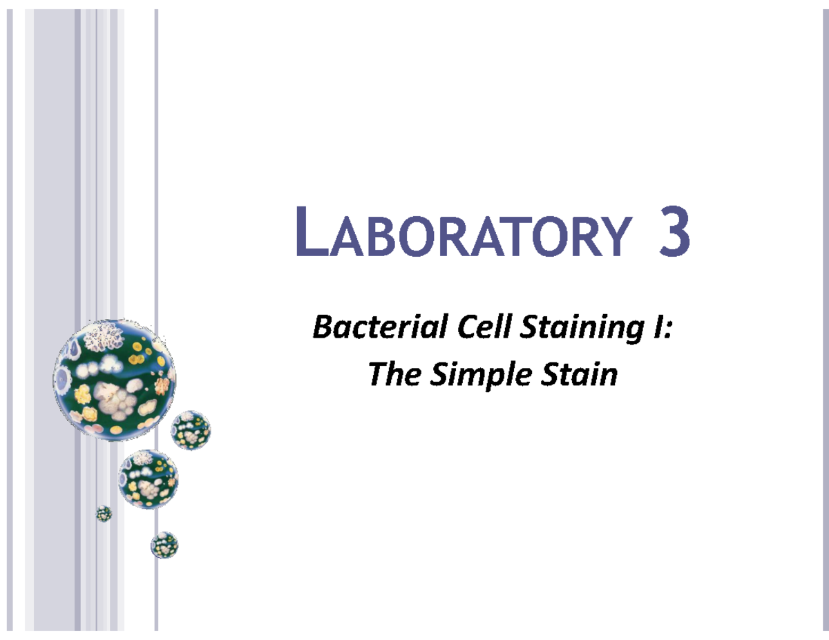 Laboratory 3: Simple Staining of Bacterial Cells (XLab 03 - York F22 ...