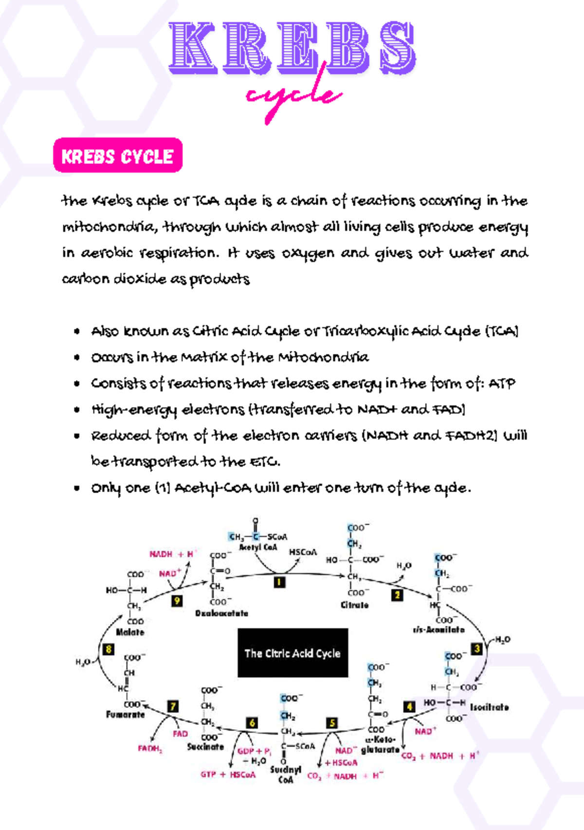 GEN BIO - Overview of the Krebs Cycle and Its Reactions - Studocu