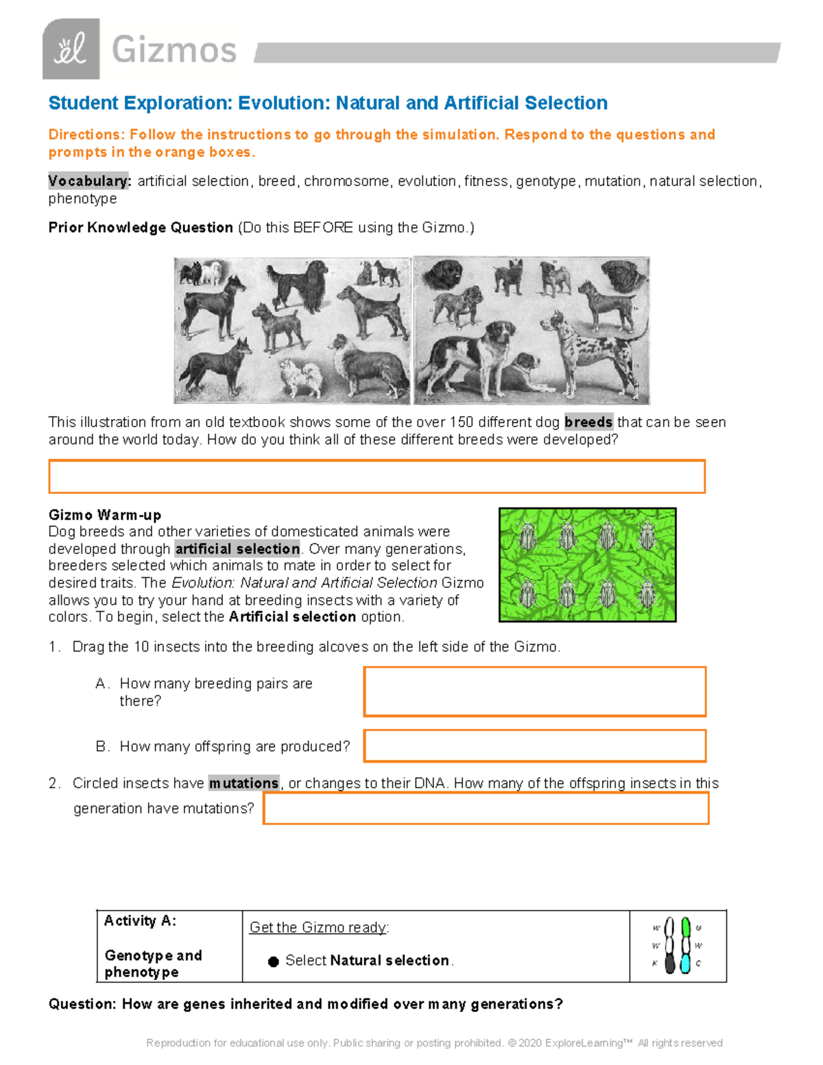 Evolution: Natural and Artificial Selection SE - Student Exploration ...