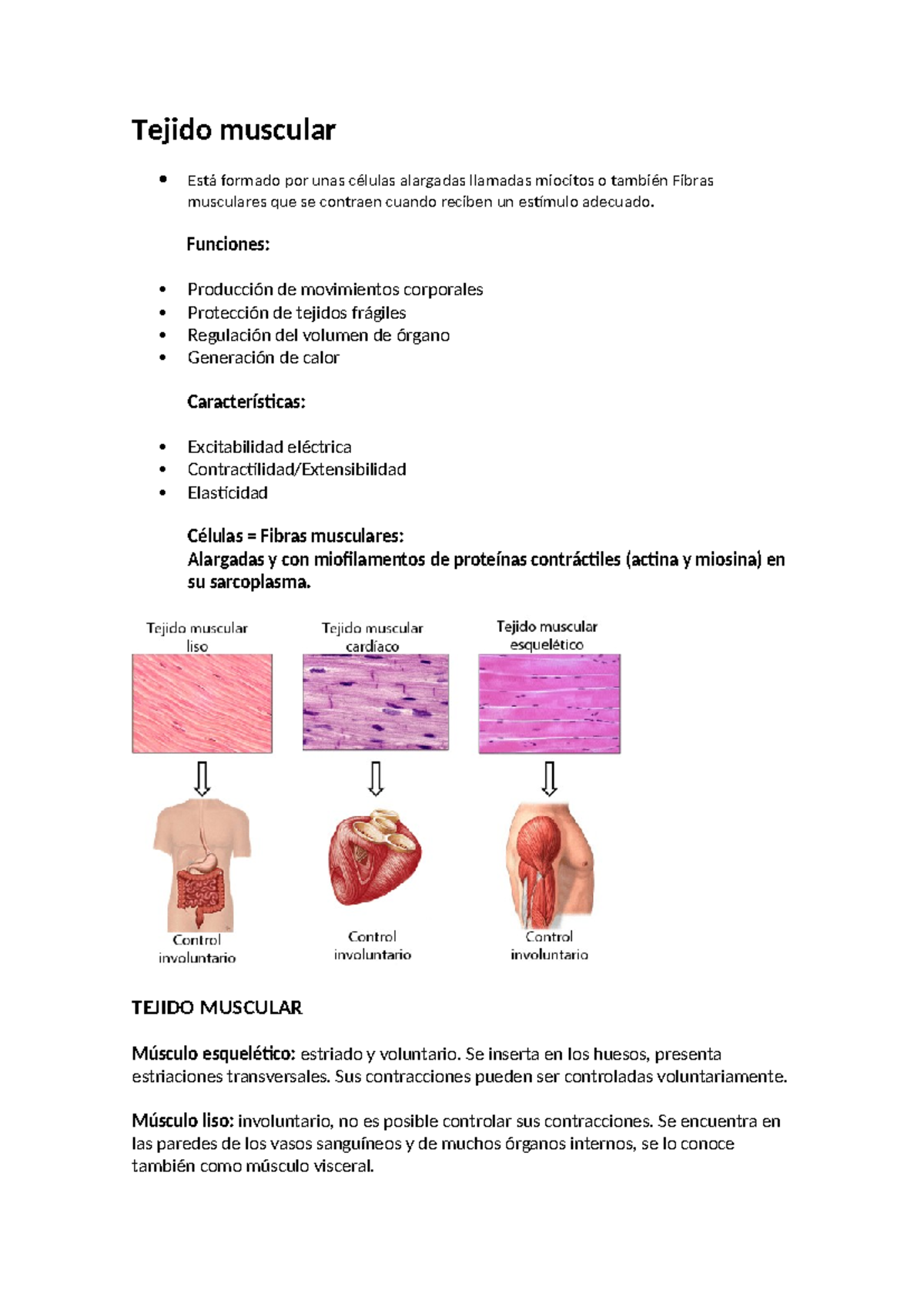 Tejido muscular - Tejido muscular Está formado por unas células ...