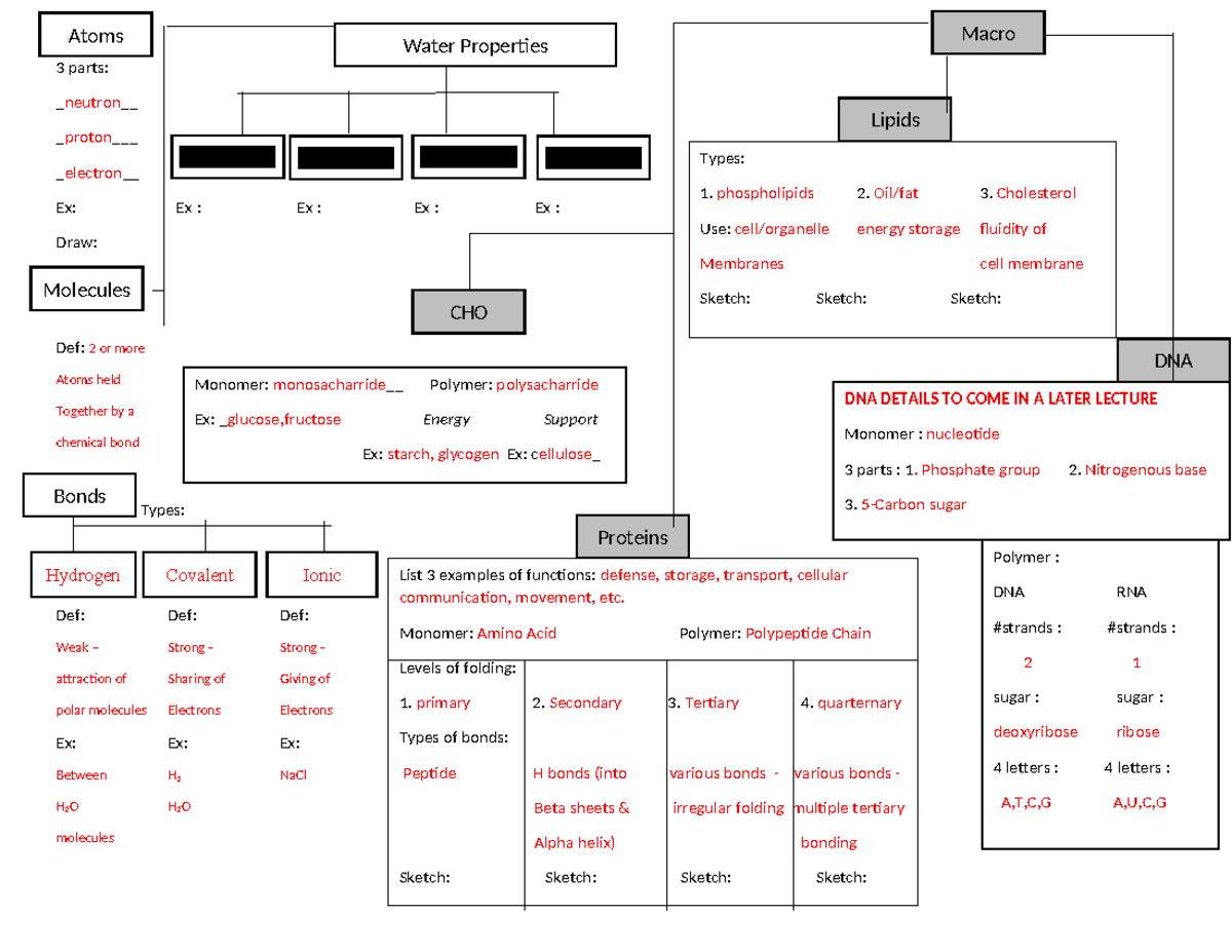 Macromolecules Concept Map: Atoms, Bonds, and Functions - Studocu