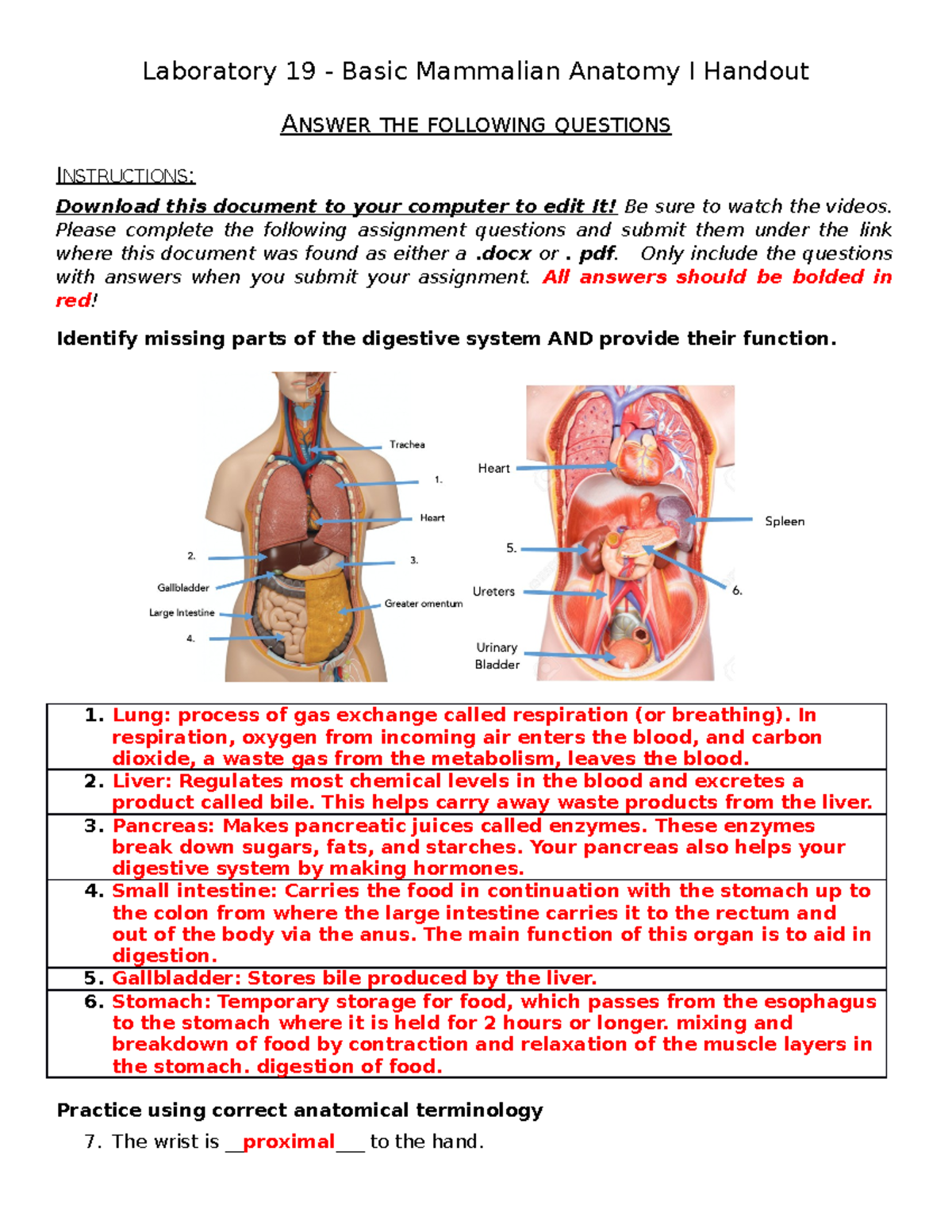 Lab 19 - Basic Mammalian Anatomy I Assignment Handout - Studocu