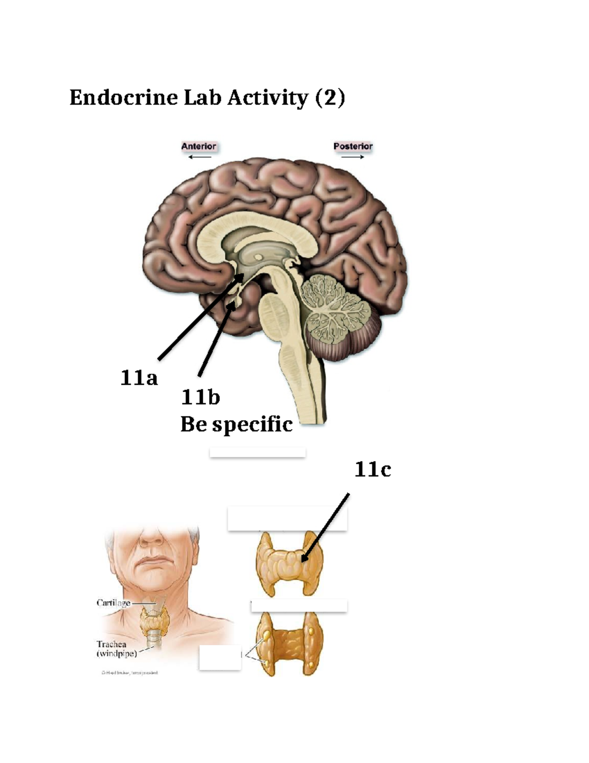 Endocrine System Review Activity (BIO244) - Lab Stations 11-18 - Studocu
