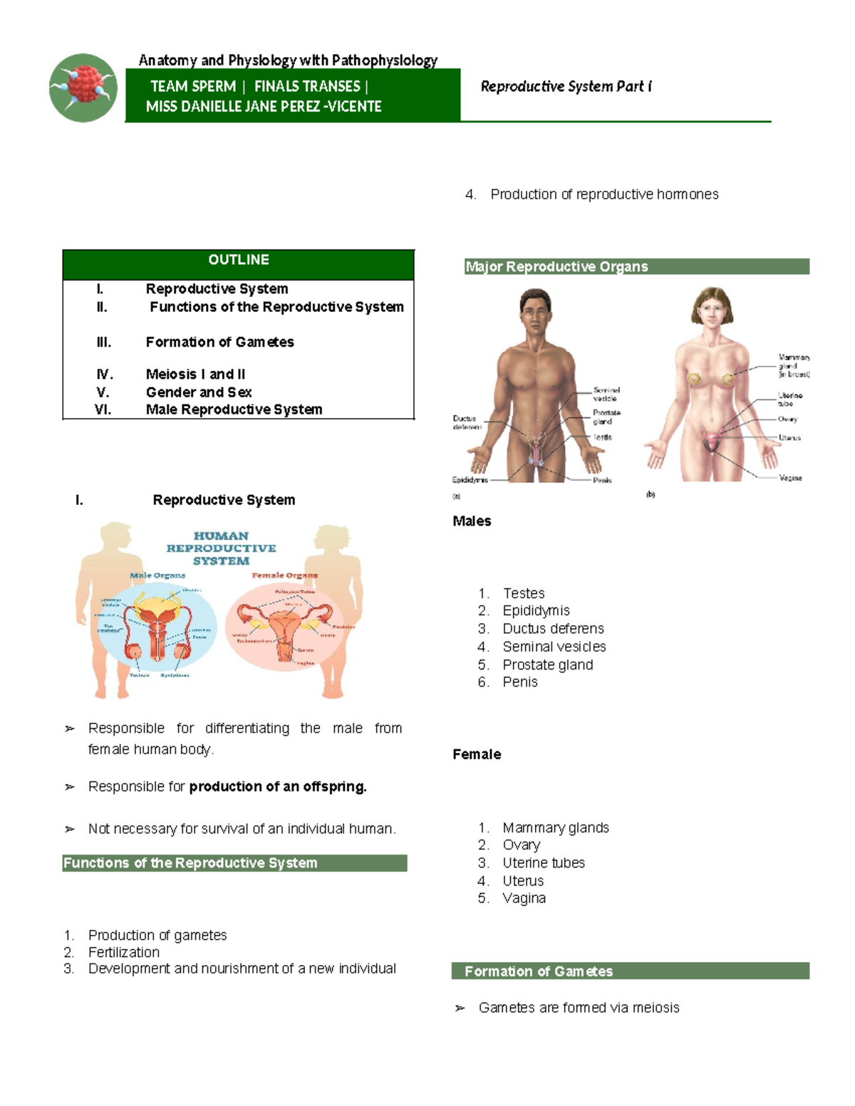 Reproductive System Overview | Finals Transes 3 | Team Sperm - Studocu