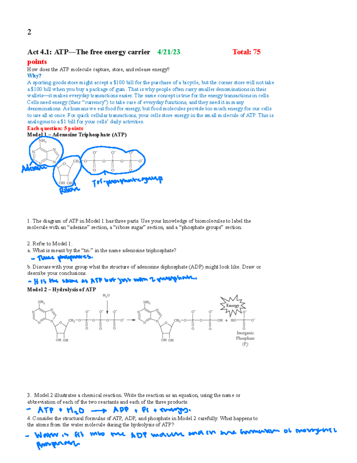 ATP Pogil Assignment - Understanding Energy Transfer in Cells - Studocu