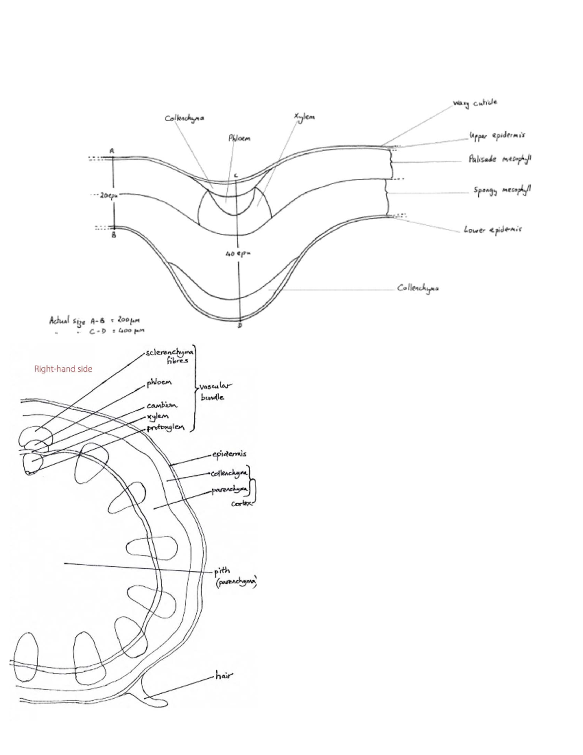 Bio Plan Drawing: Stem Leaf Diagrams (C20epm, 40epu) - Studocu