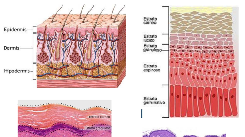 Histologia 2 - Citología general - Estrato córneo Epidermis Estrato ...