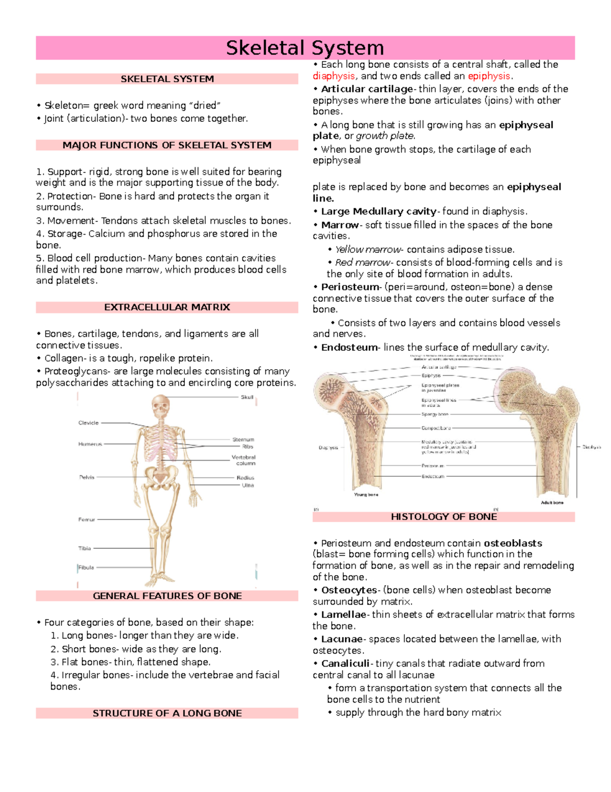 Skeletal System Overview and Key Functions - BIO101 Lecture Notes - Studocu