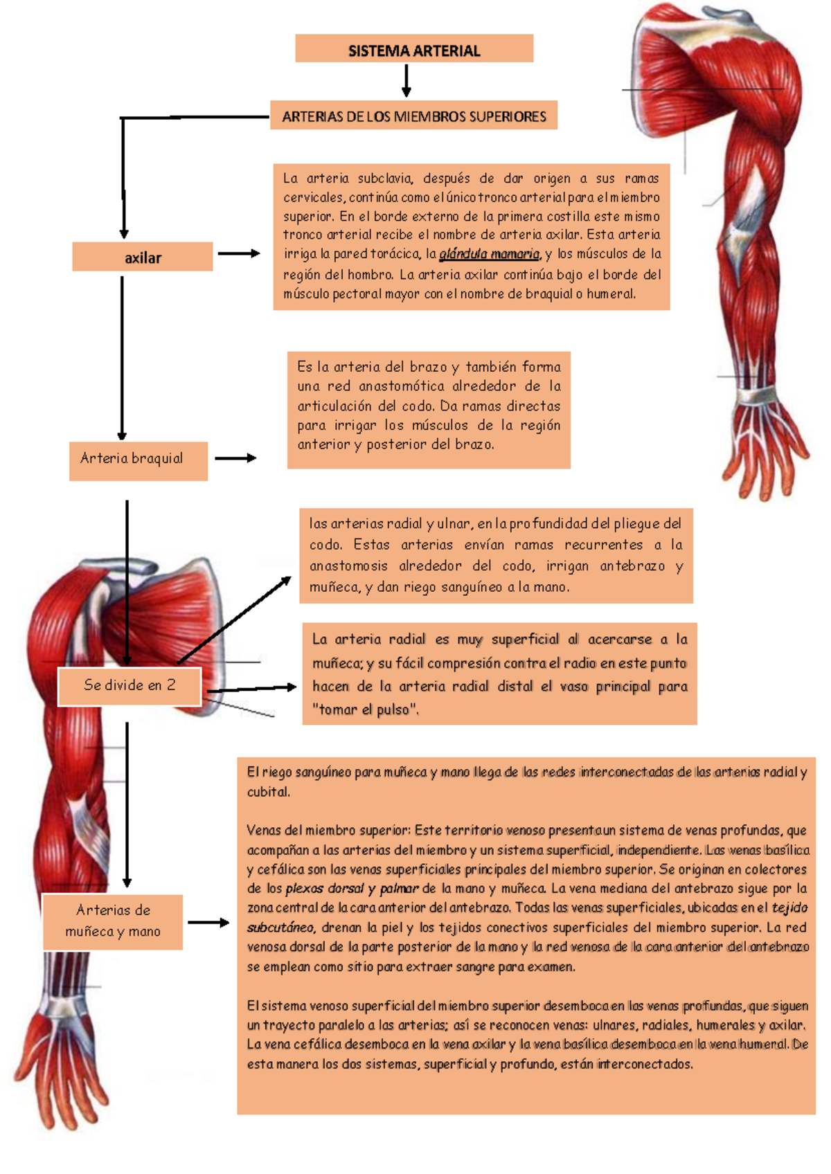 Anatomía del Sistema Arterial y Venoso del Miembro Superior - Studocu