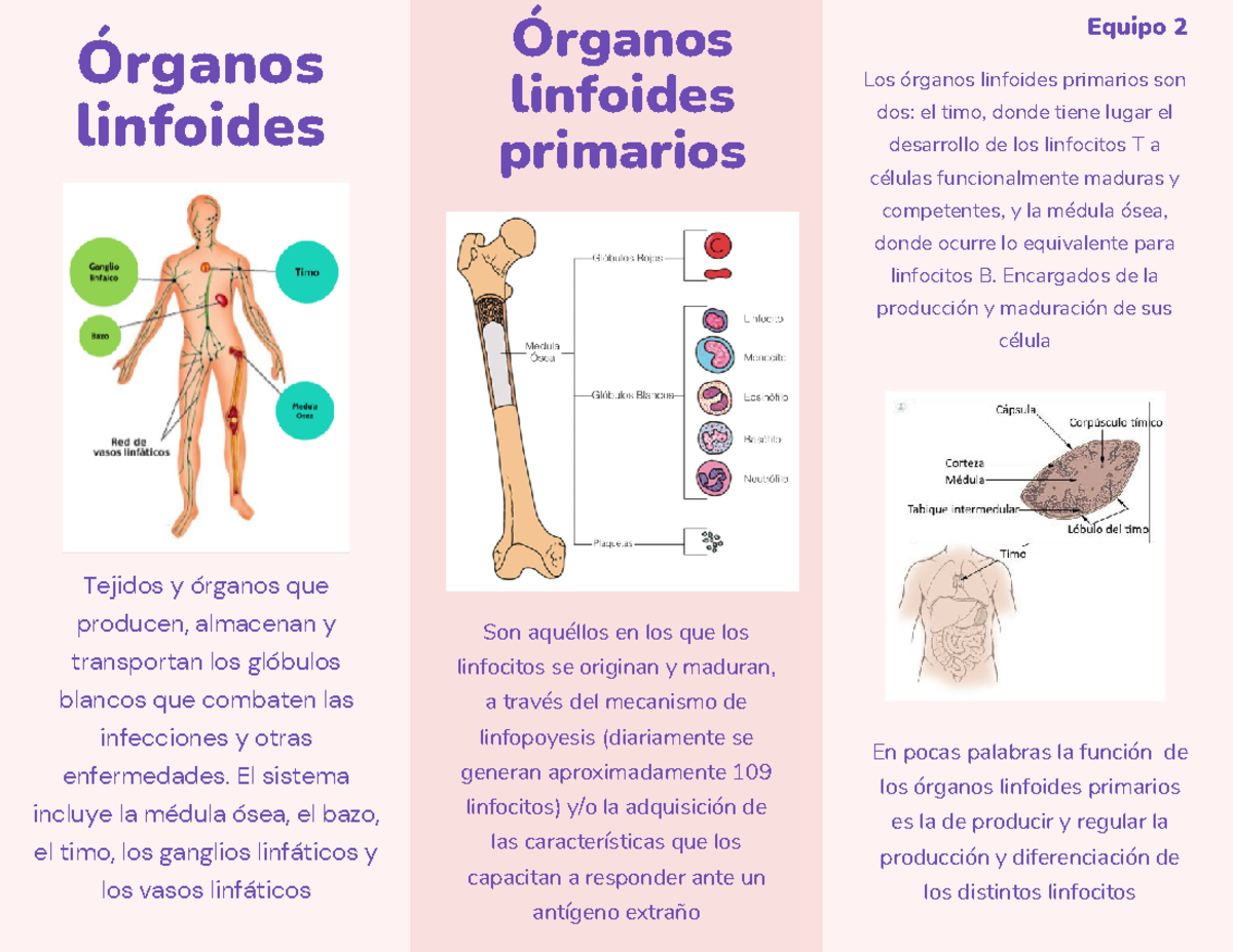 Tríptico sobre Órganos Linfoides - Equipo 2 - Studocu