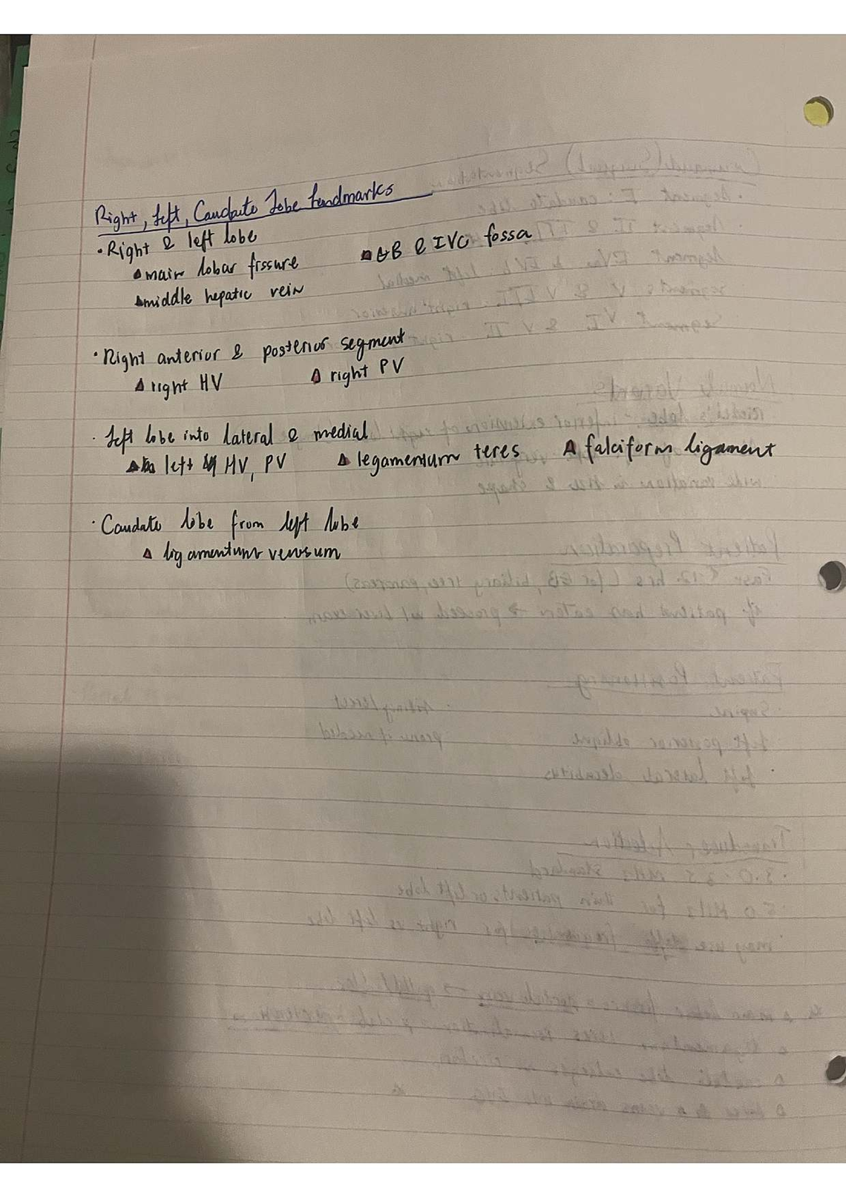 PowerPoint Notes: Liver Anatomy & Segmentation (Course Code: 330) - Studocu