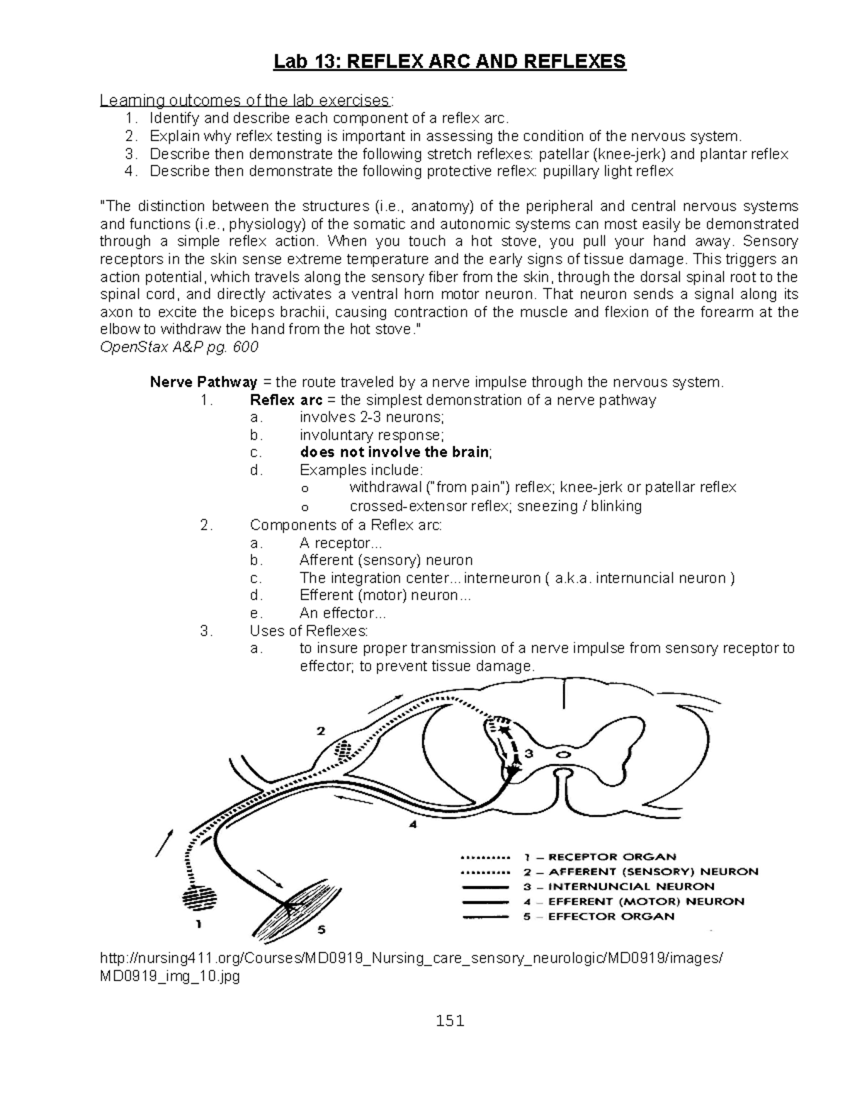 AP1 Lab13: Understanding Reflex Arc & Reflexes - FA2021 - Studocu