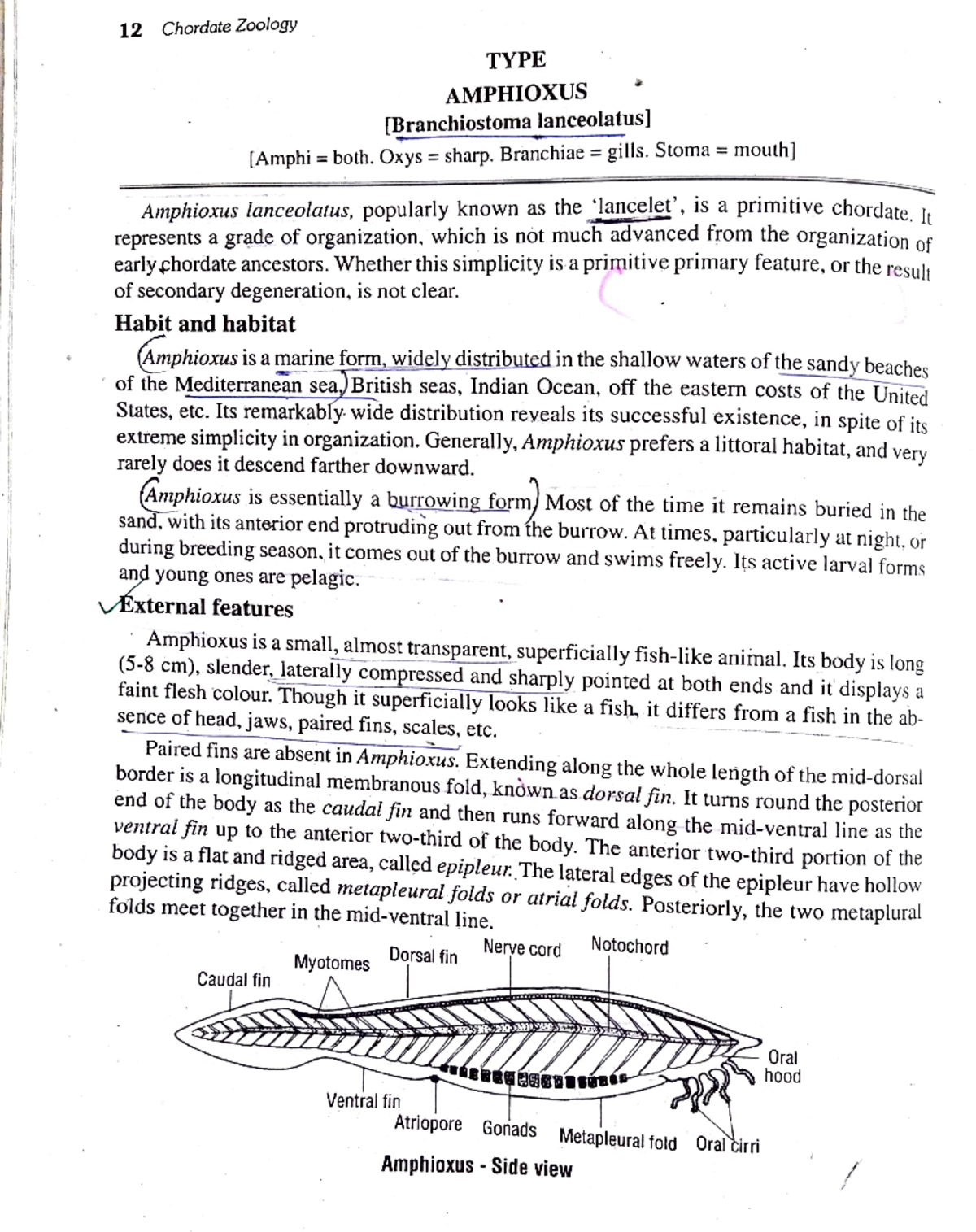 Amphioxus Habit & Habitat: Insights into Branchiostoma lanceolatus ...