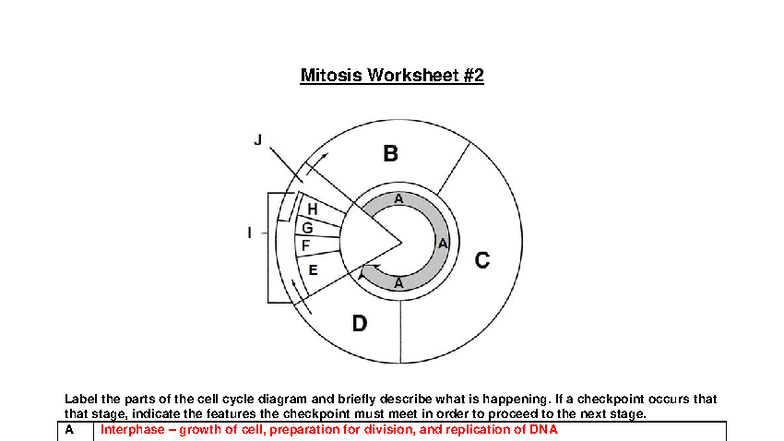 Mitosis Worksheet 2: Cell Cycle Phases and Checkpoints Explained - Studocu