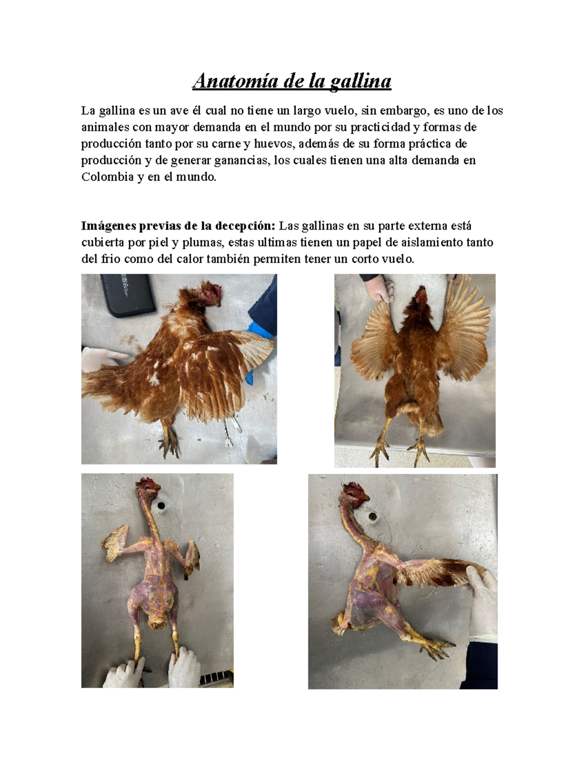 Anatomía de la Gallina: Estudio Completo y Detallado - Studocu