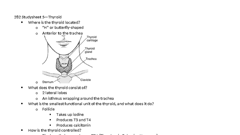 282 Studysheet 5 - Thyroid Study Guide and Key Concepts - Studocu