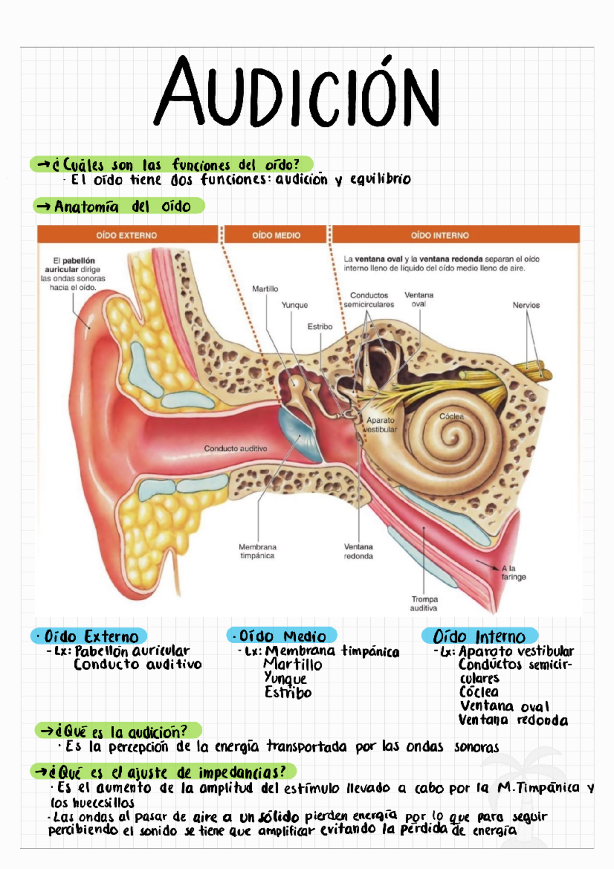 Anatomía Y Función Del Oído