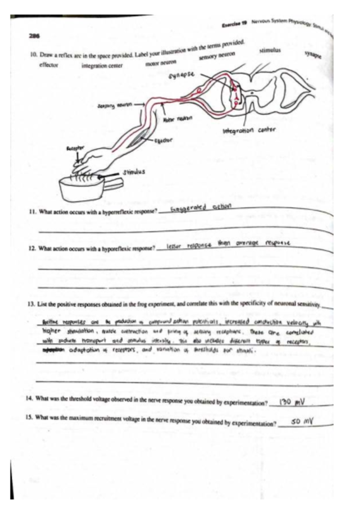 Nervous System Physiology: Stimuli & Reflexes Exercise 19 Review - Studocu