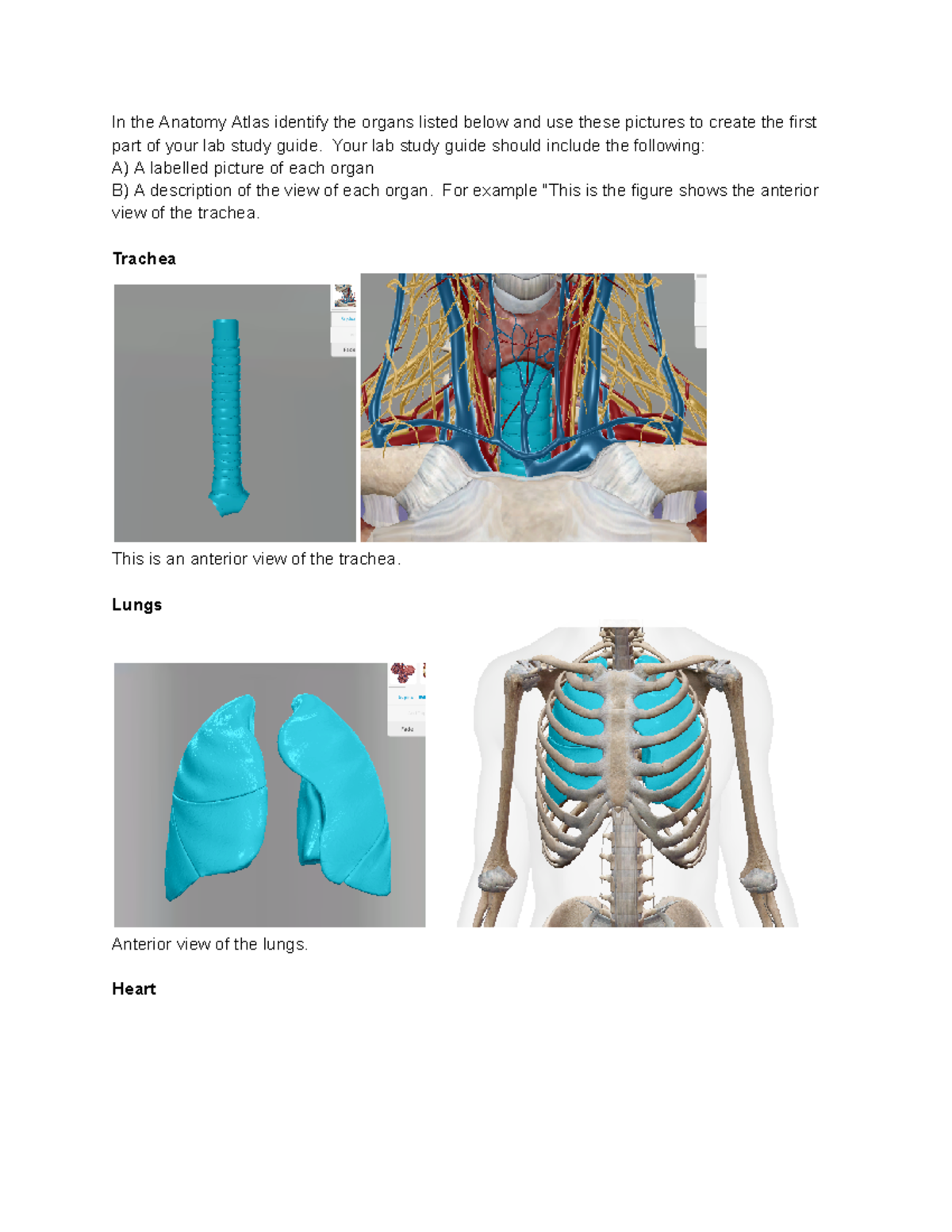 Anatomy Lab #1 study guide - In the Anatomy Atlas identify the organs ...