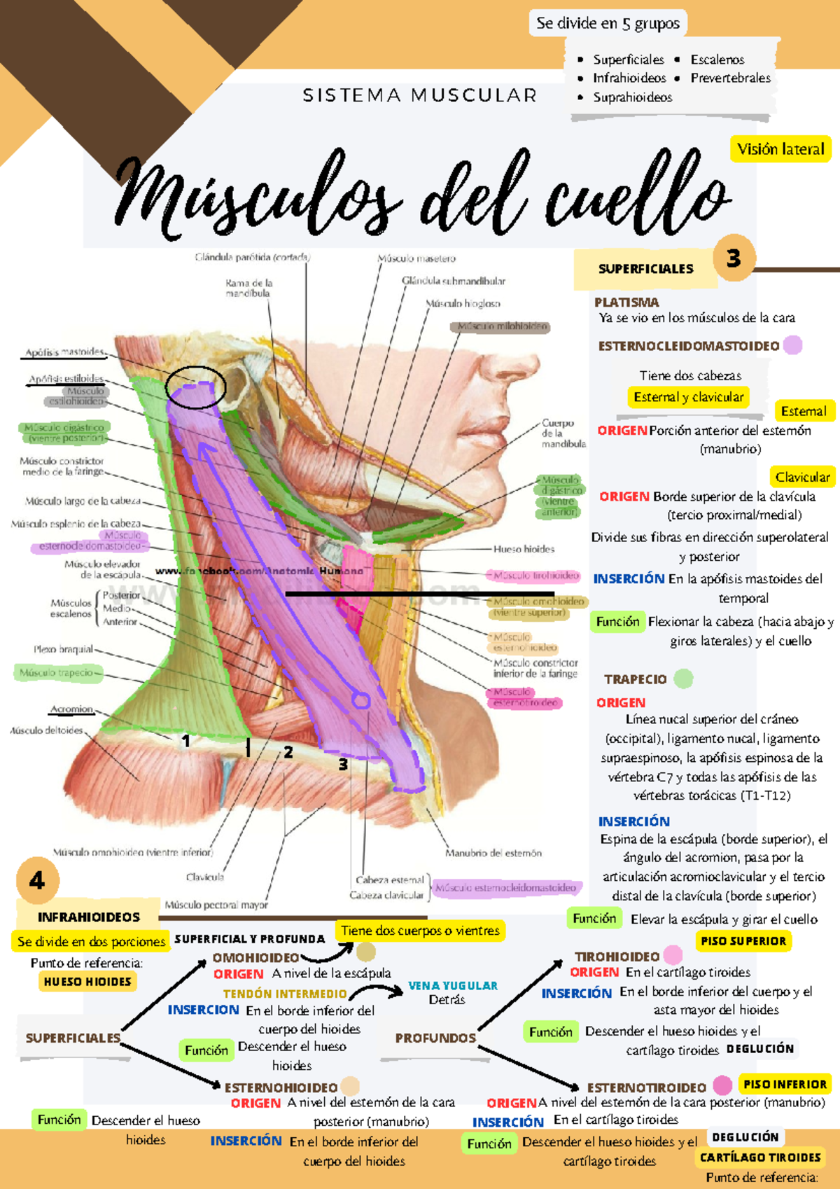 Músculos del Cuello - ####### ESTERNOCLEIDOMASTOIDEO ####### TRAPECIO ...