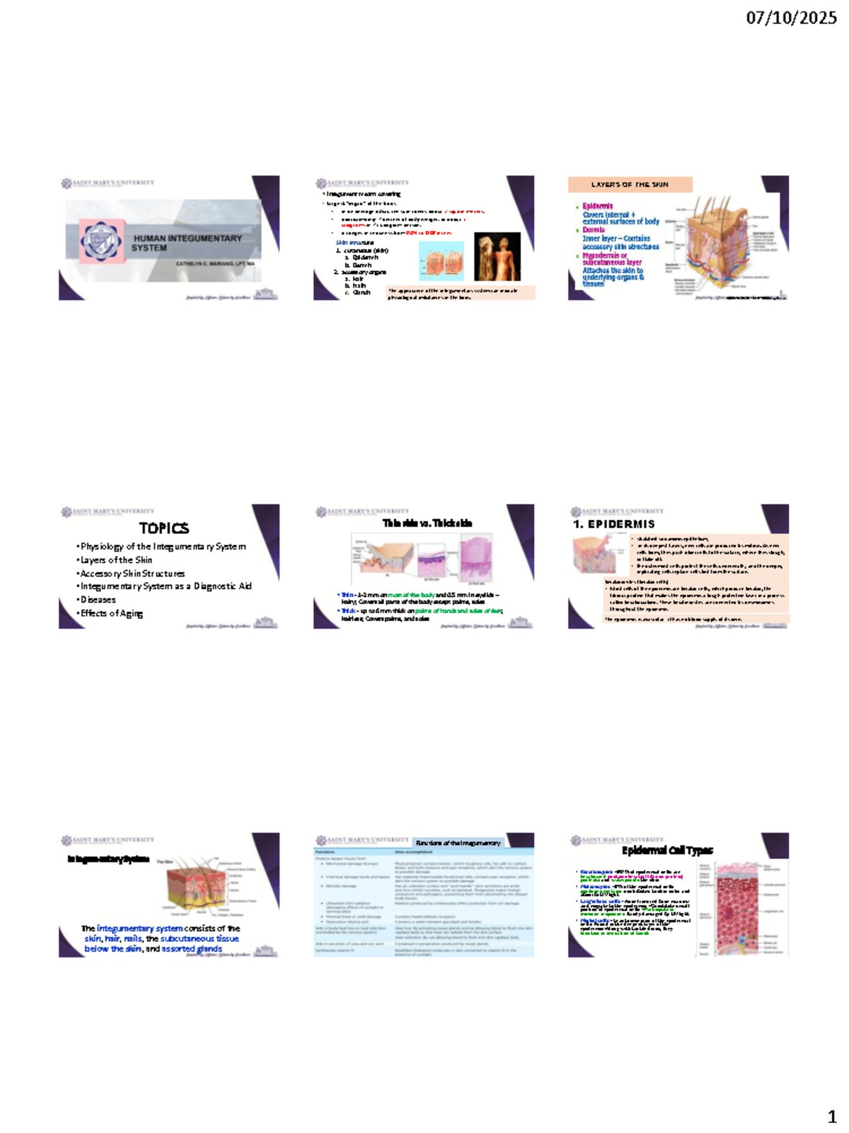2025 - Integumentary System: Layers and Functions of the Skin - Studocu