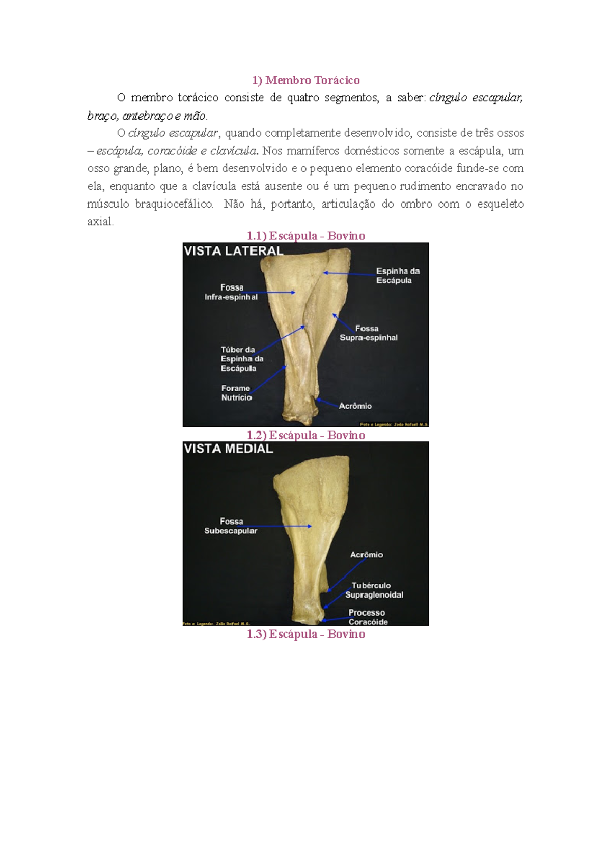 Anatomia Da Escapula Do Cavalo Osteologia RESUMO DE ANATOMIA ANIMAL