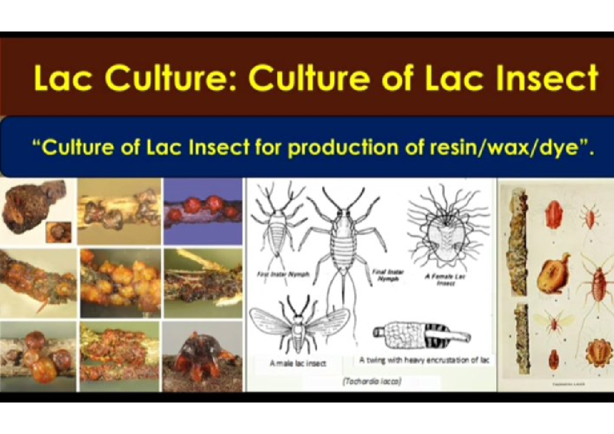 Lac culture - Lac Culture: Culture of Lac Insect of Lac Insect for ...