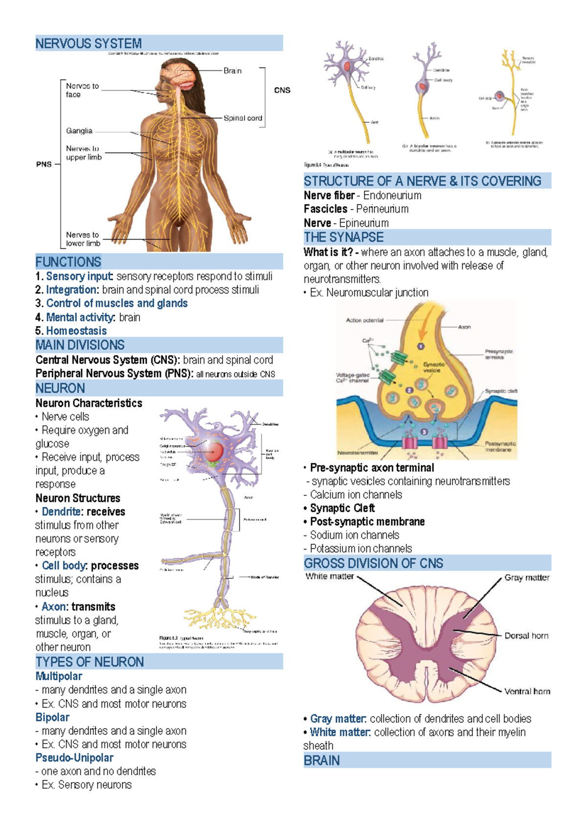 Nervous System Study Guide - Key Functions & Structures Review - Studocu