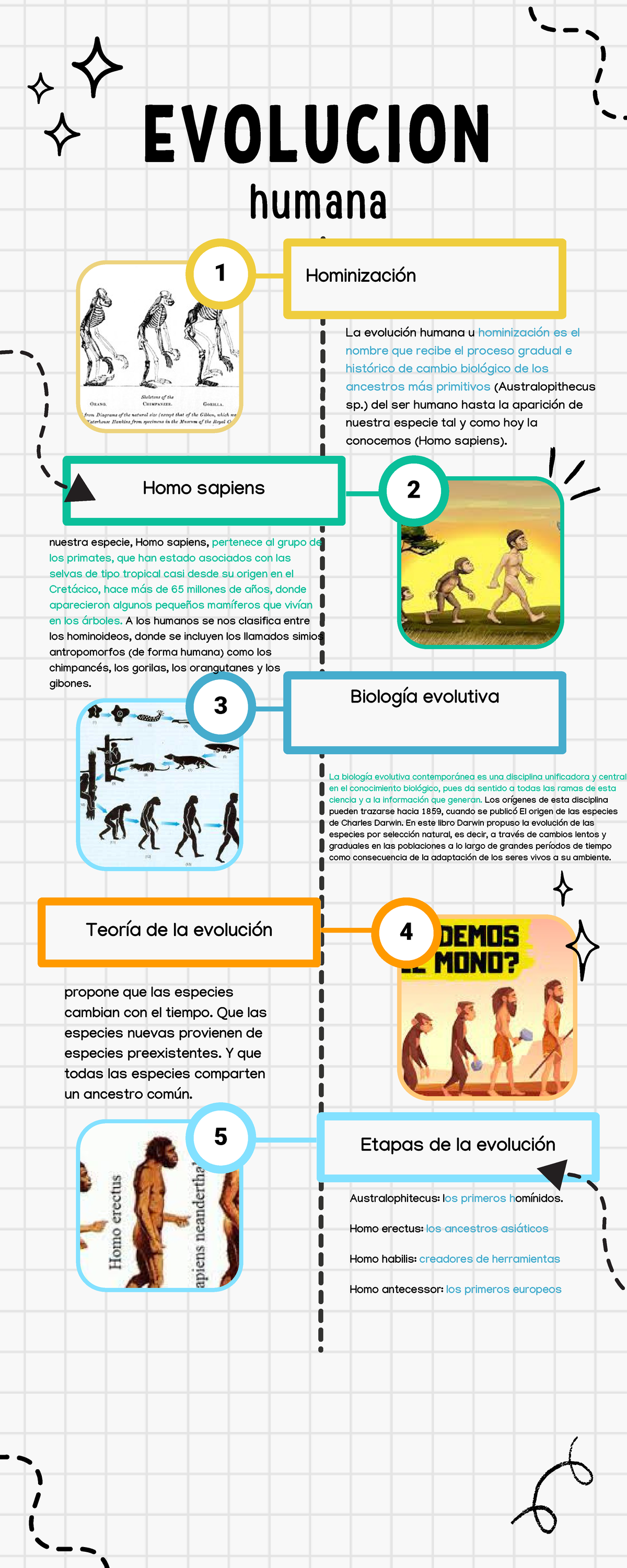 Cronología De La Evolución Humana Origen Y Evolución Del Ser Humano