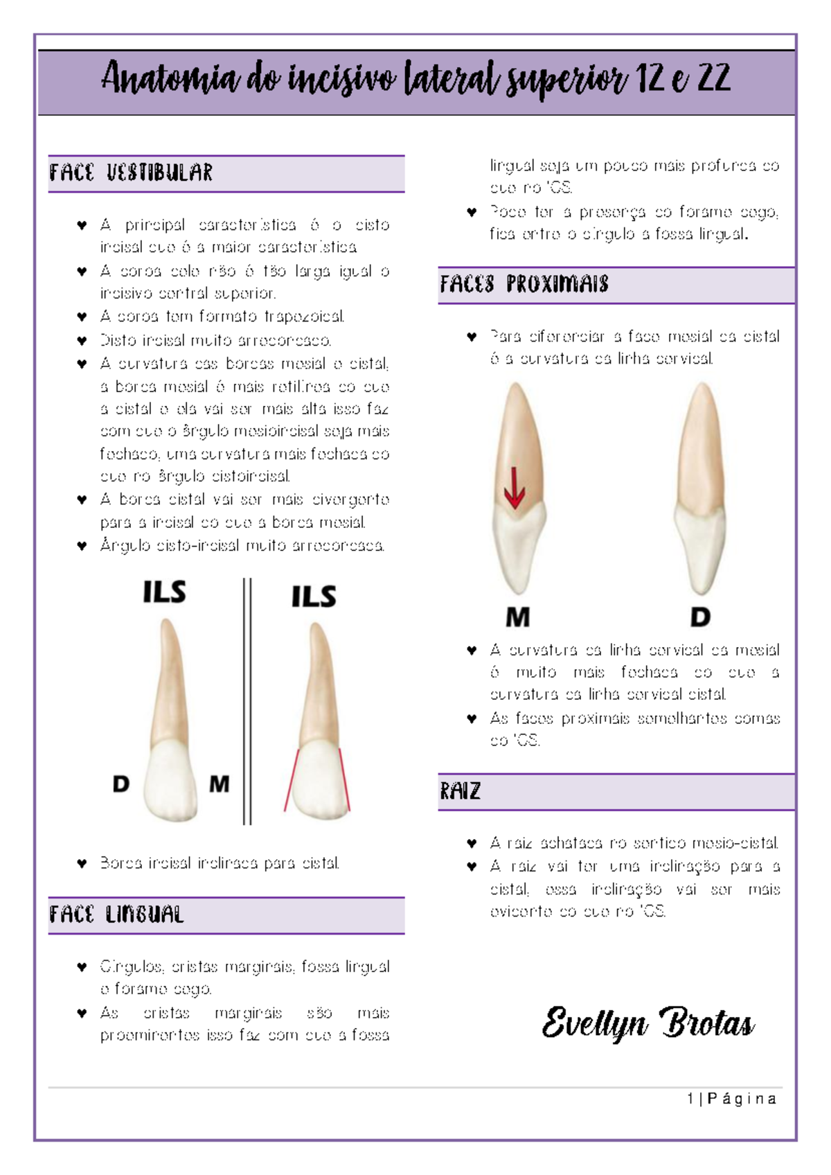 Anatomia do Incisivo Lateral Superior: Características Importantes ...