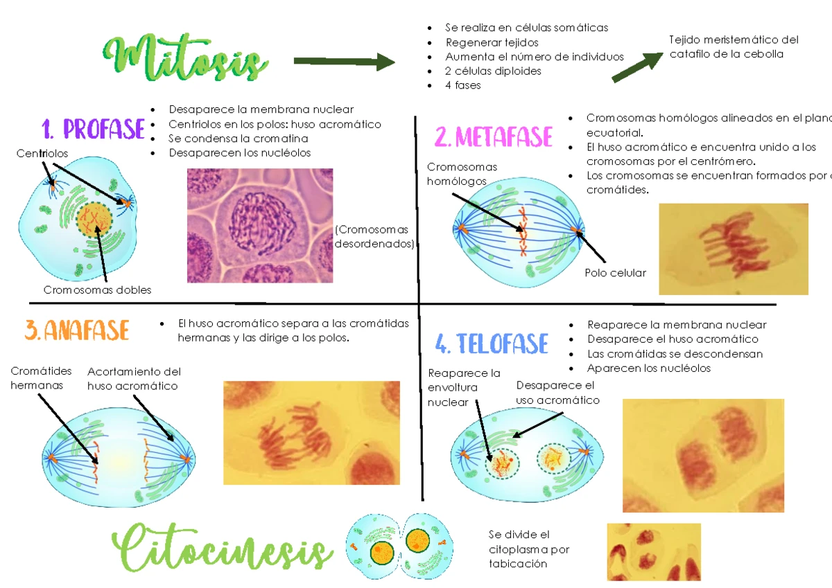 UNIVERSIDAD CIENTIFICA MEIOSIS I: Fase y Subfases de Profase I - Studocu