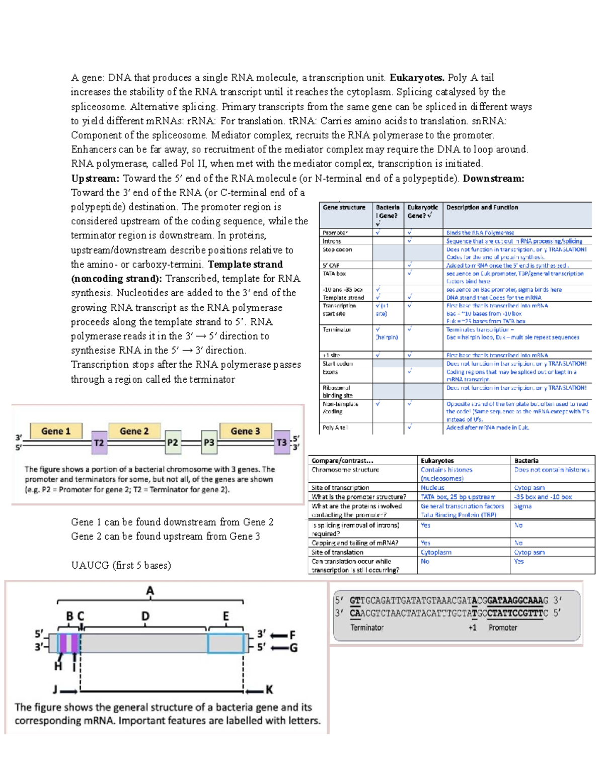 BIOL 112 104 - Transcription Unit & RNA Processing Review Sheet - Studocu