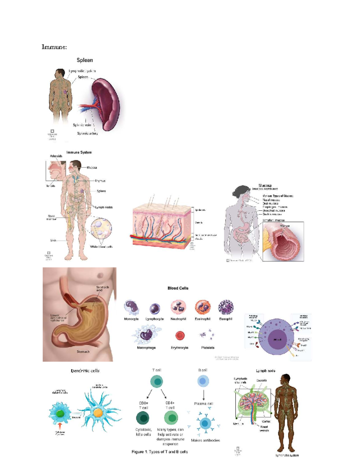 Body System Diagrams: Immune System Study Notes (BIO 101) - Studocu