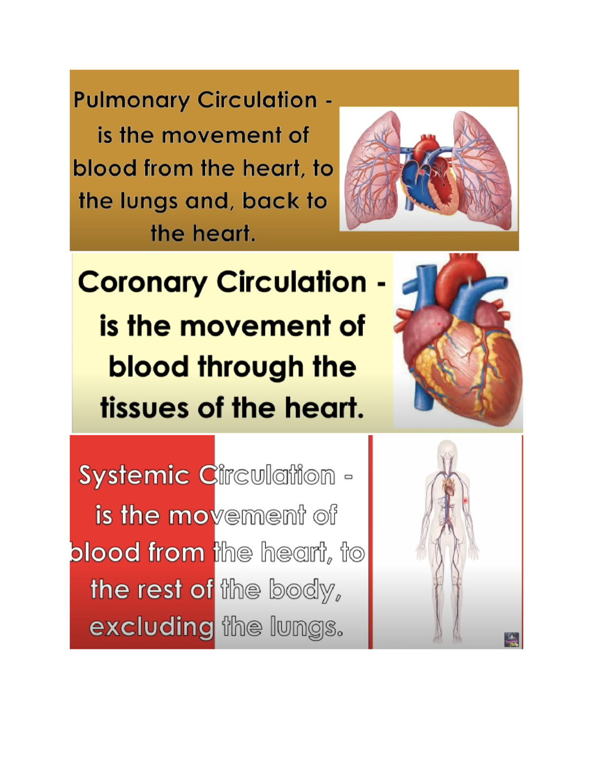 Circulatory System Overview: Blood Flow & Heart Function - Studocu
