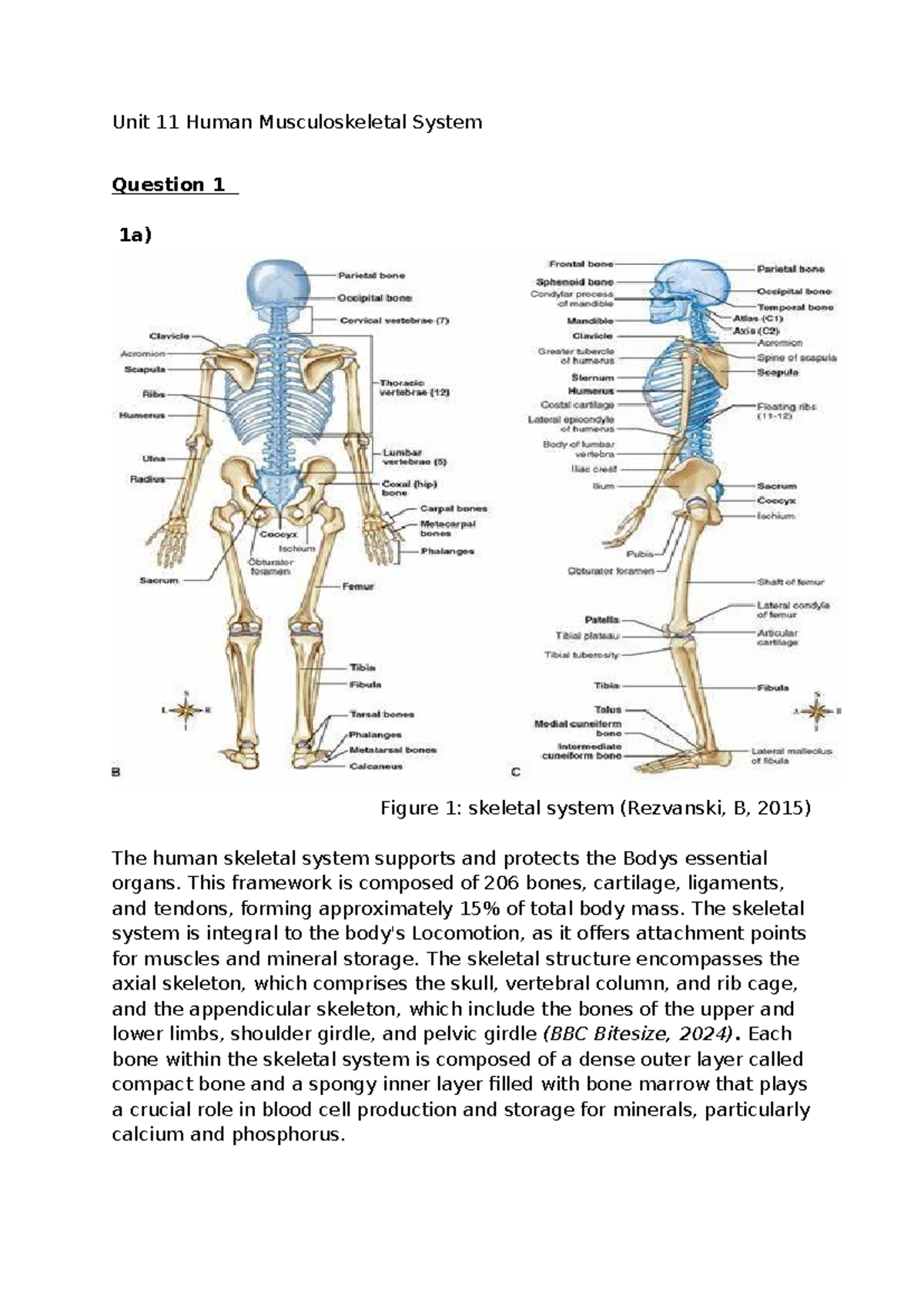 Unit 11: Human Musculoskeletal System Overview and Key Concepts - Studocu