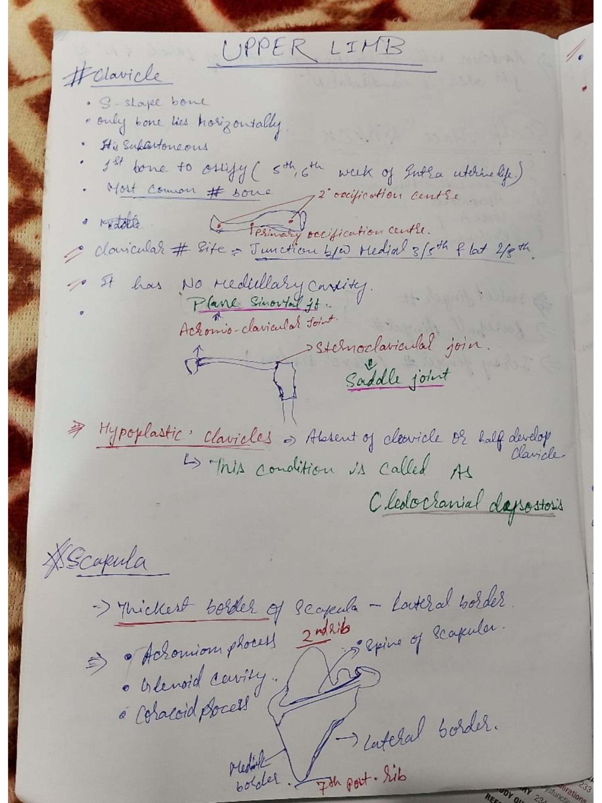Anatomy of the Upper Limb: Clavicle and Related Structures - Studocu