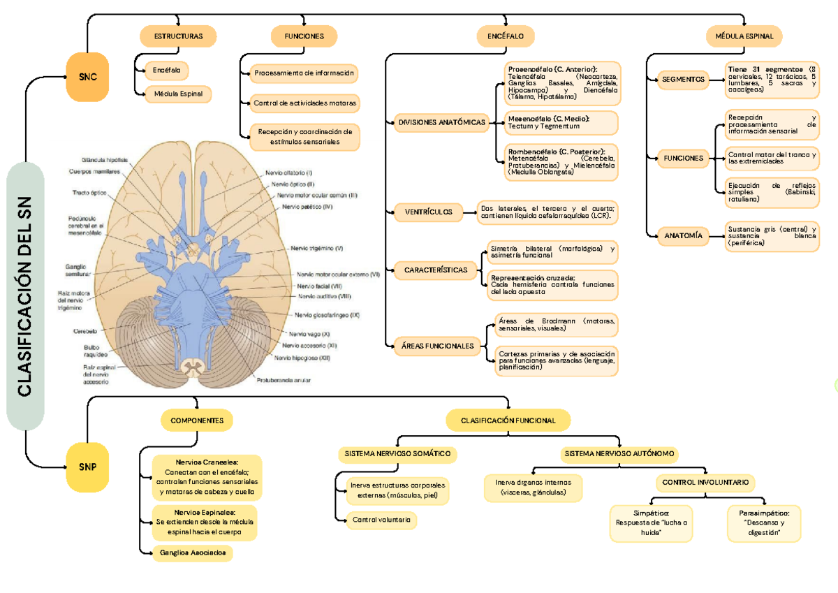 Clasificación del SN - SNC SNP ESTRUCTURAS FUNCIONES ENCÉFALO Encéfalo ...