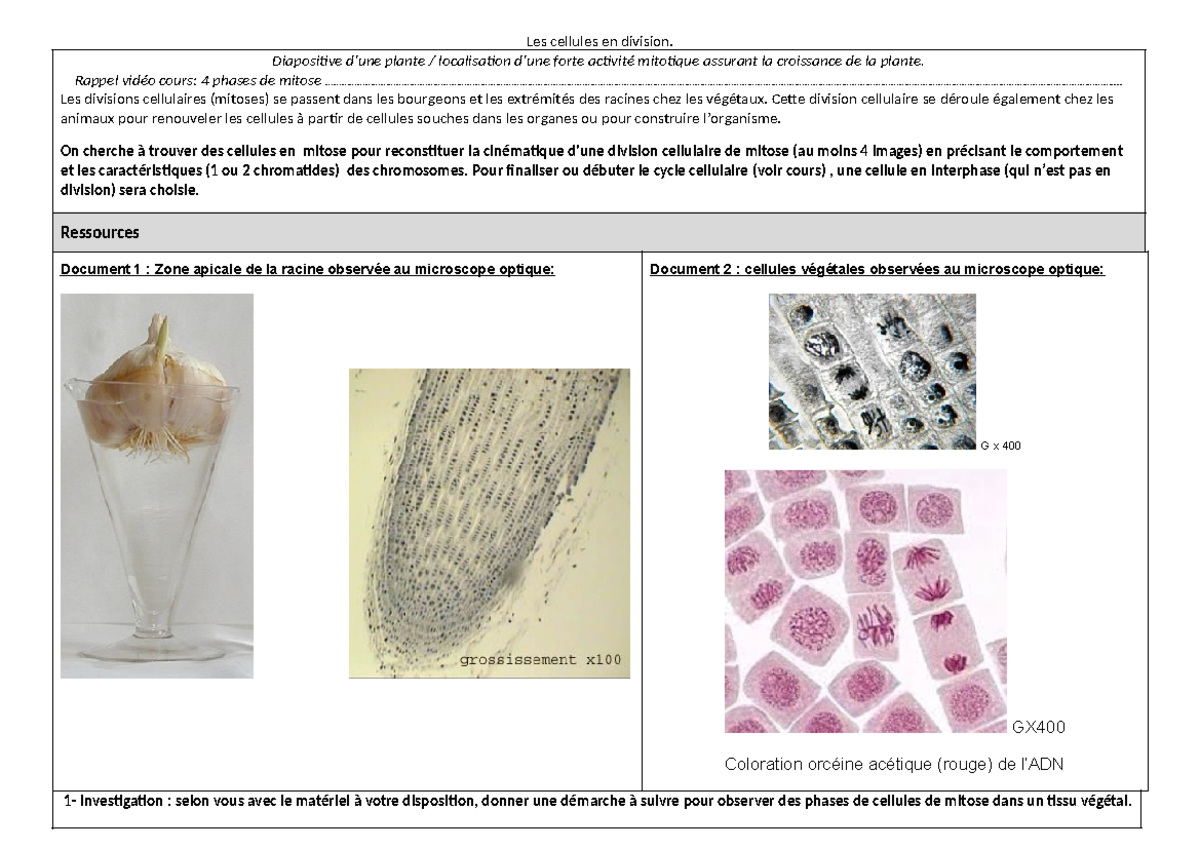 Phases De Mitose Au Microscope Entenda A Mitose: Divisão Celular Em