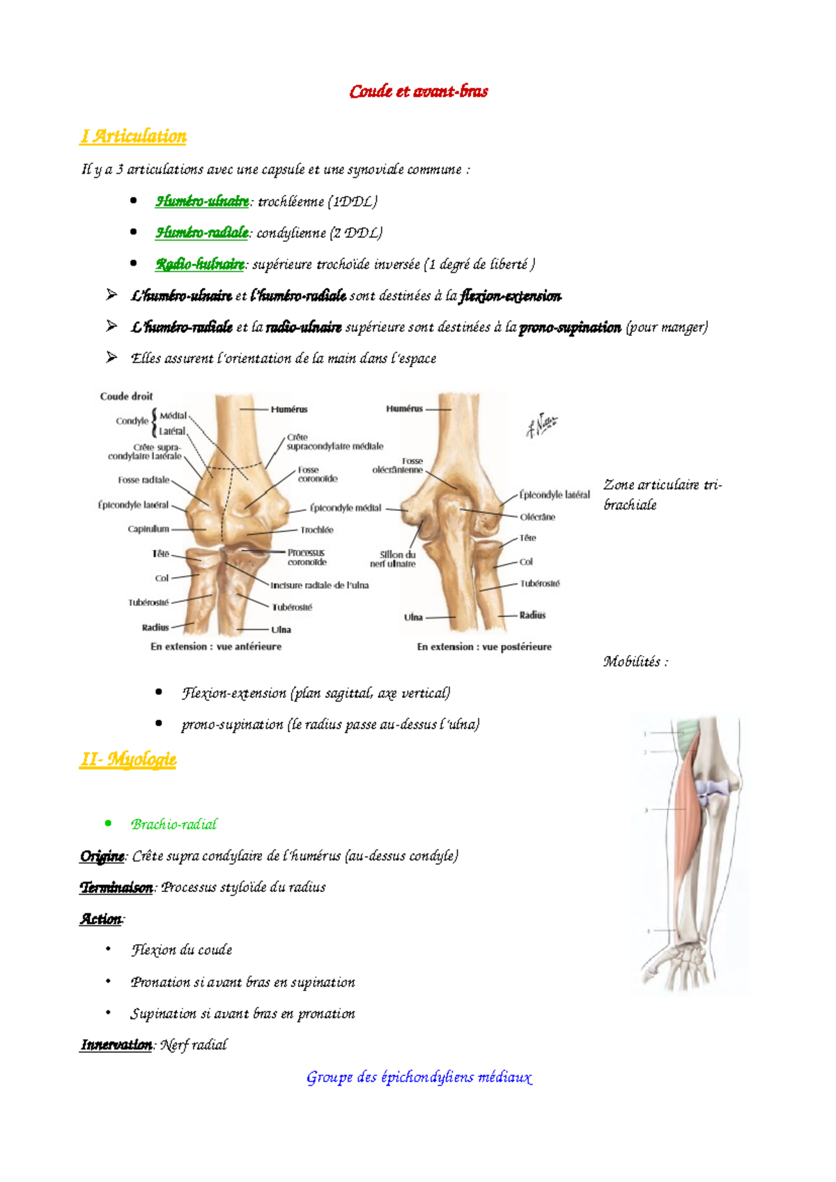 Coude et Articulation - Notes de Cours (Coude - Avant BRAS) - Studocu