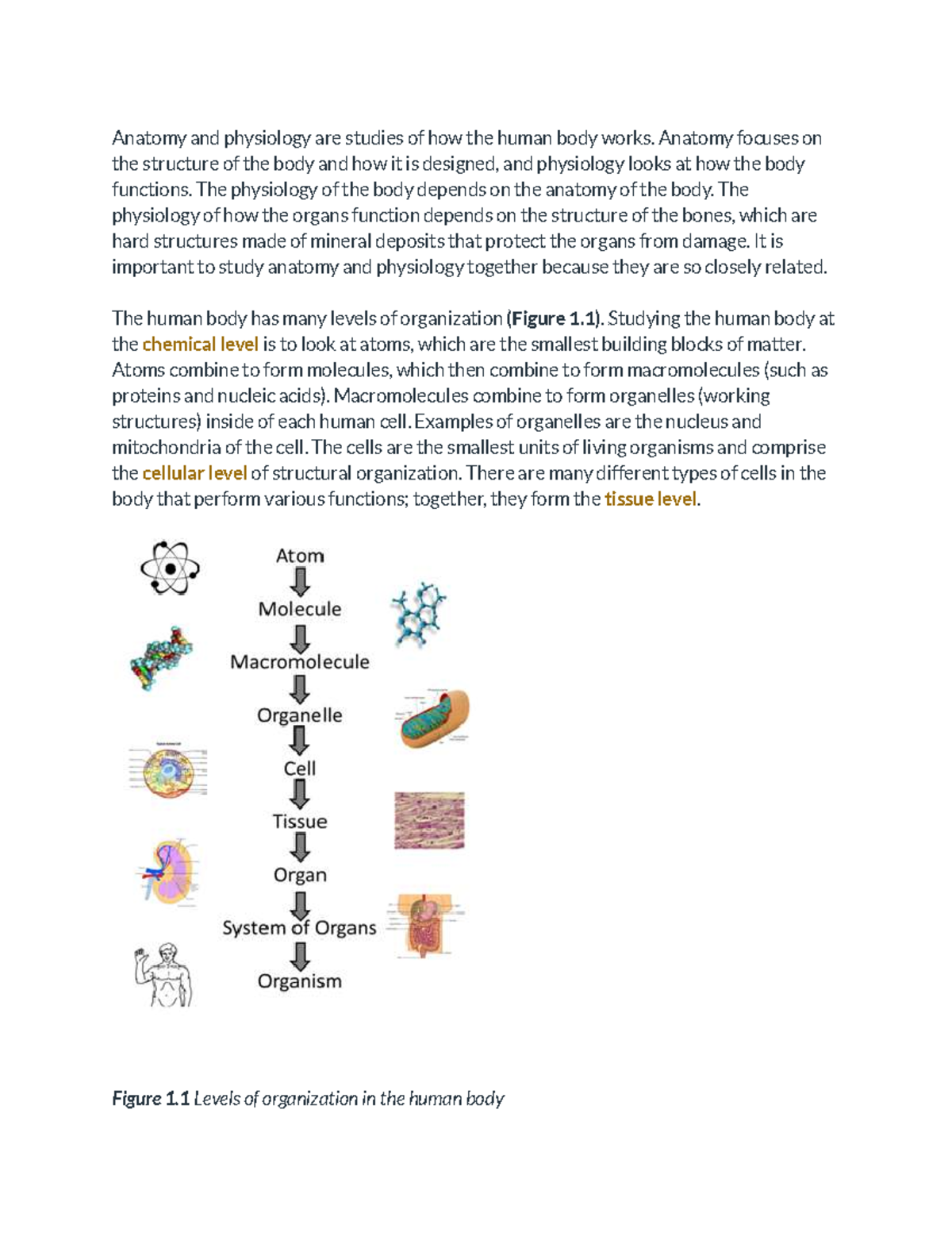 Anatomy and Physiology II: Overview of Human Body Systems and Functions ...