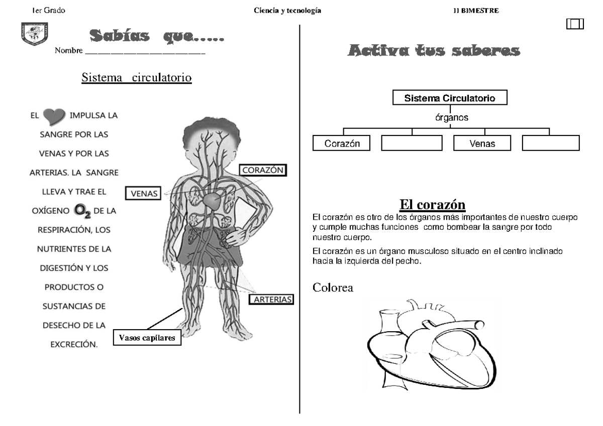Hoja De Trabajo Sobre Las Partes De La Sangre
