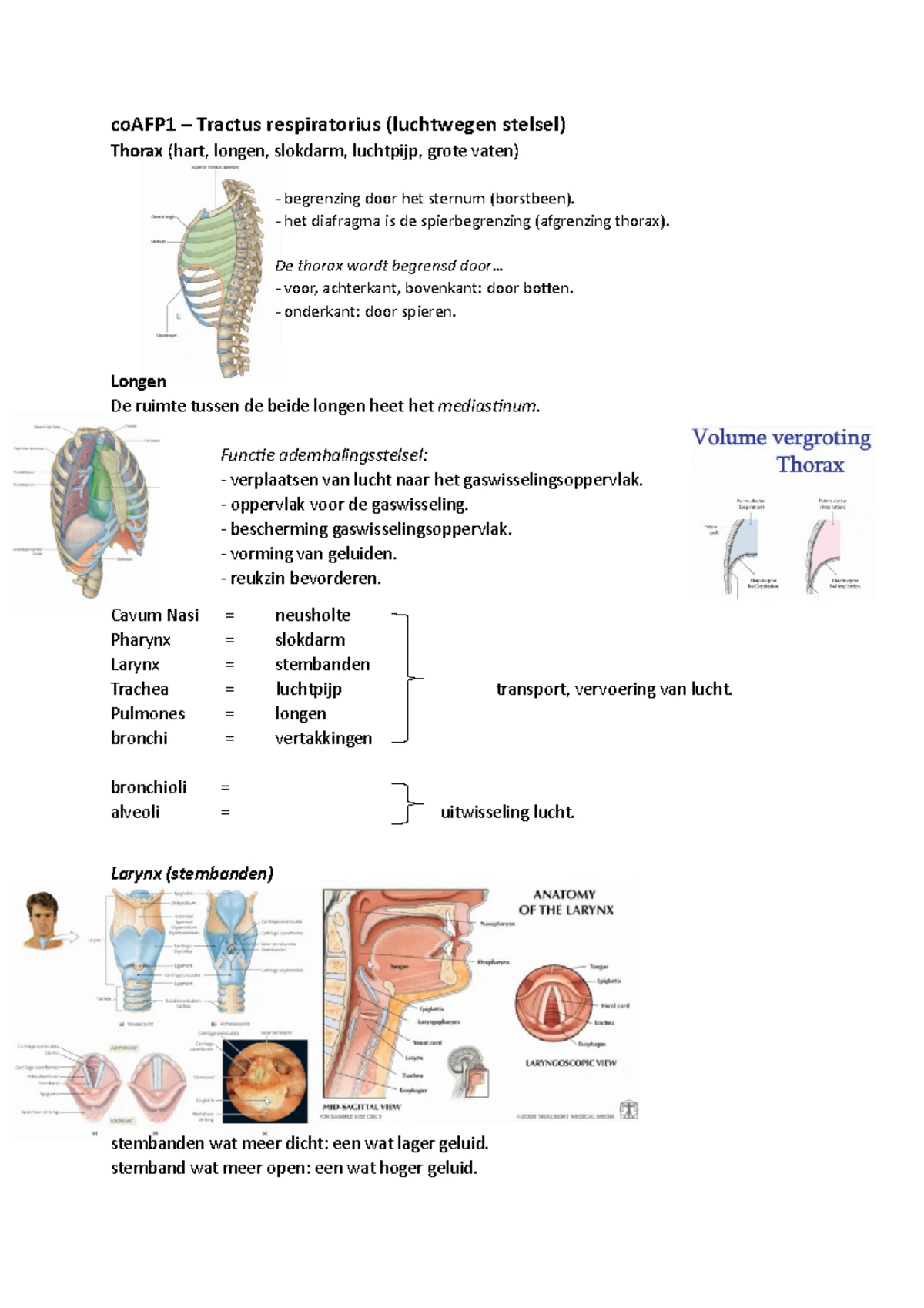 Bloedvaten en bloedsomloop - Het cardiovasculaire stelsel: Bloedvaten ...