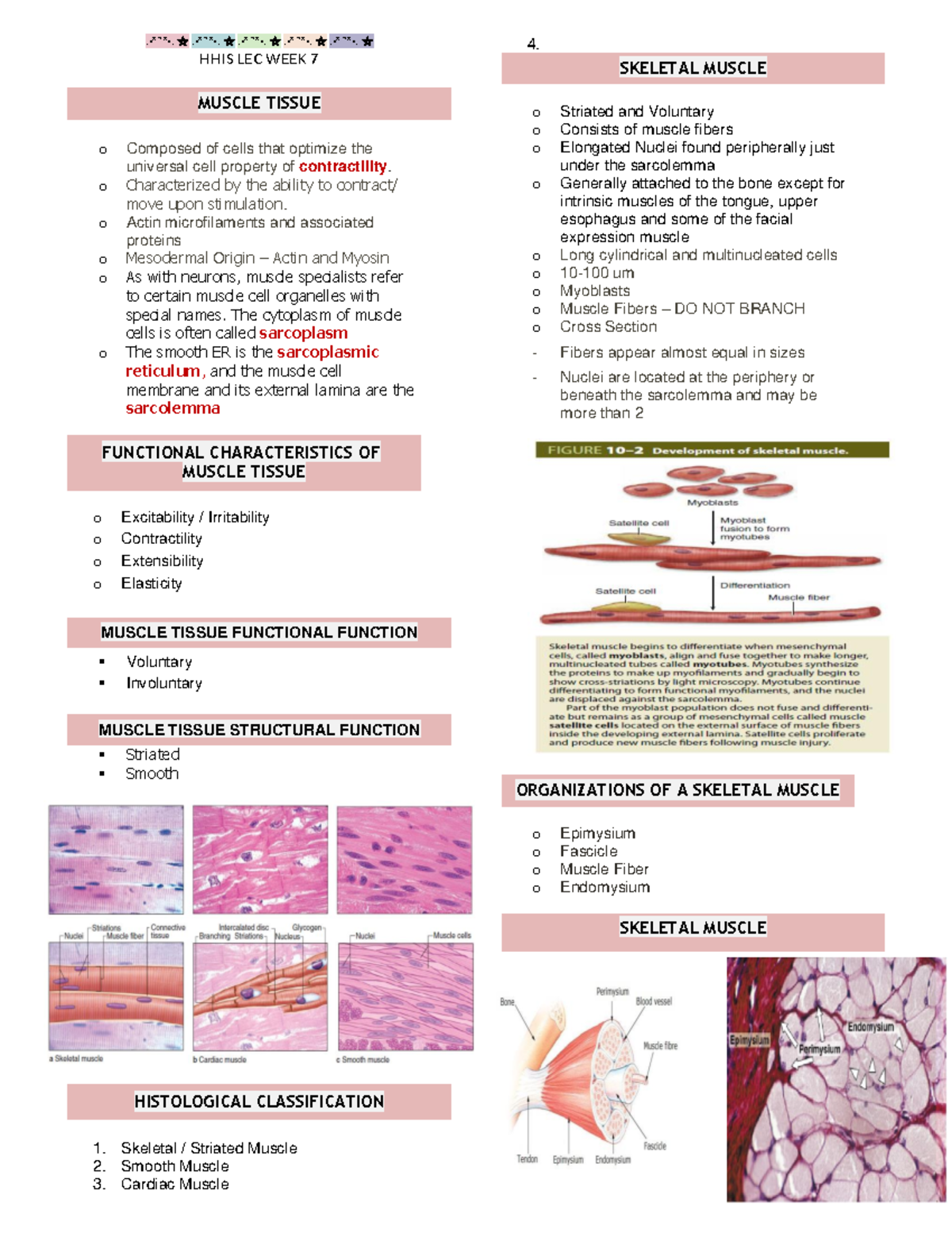 HHIS LEC WEEK 7: Muscle Tissue Overview and Characteristics - Studocu