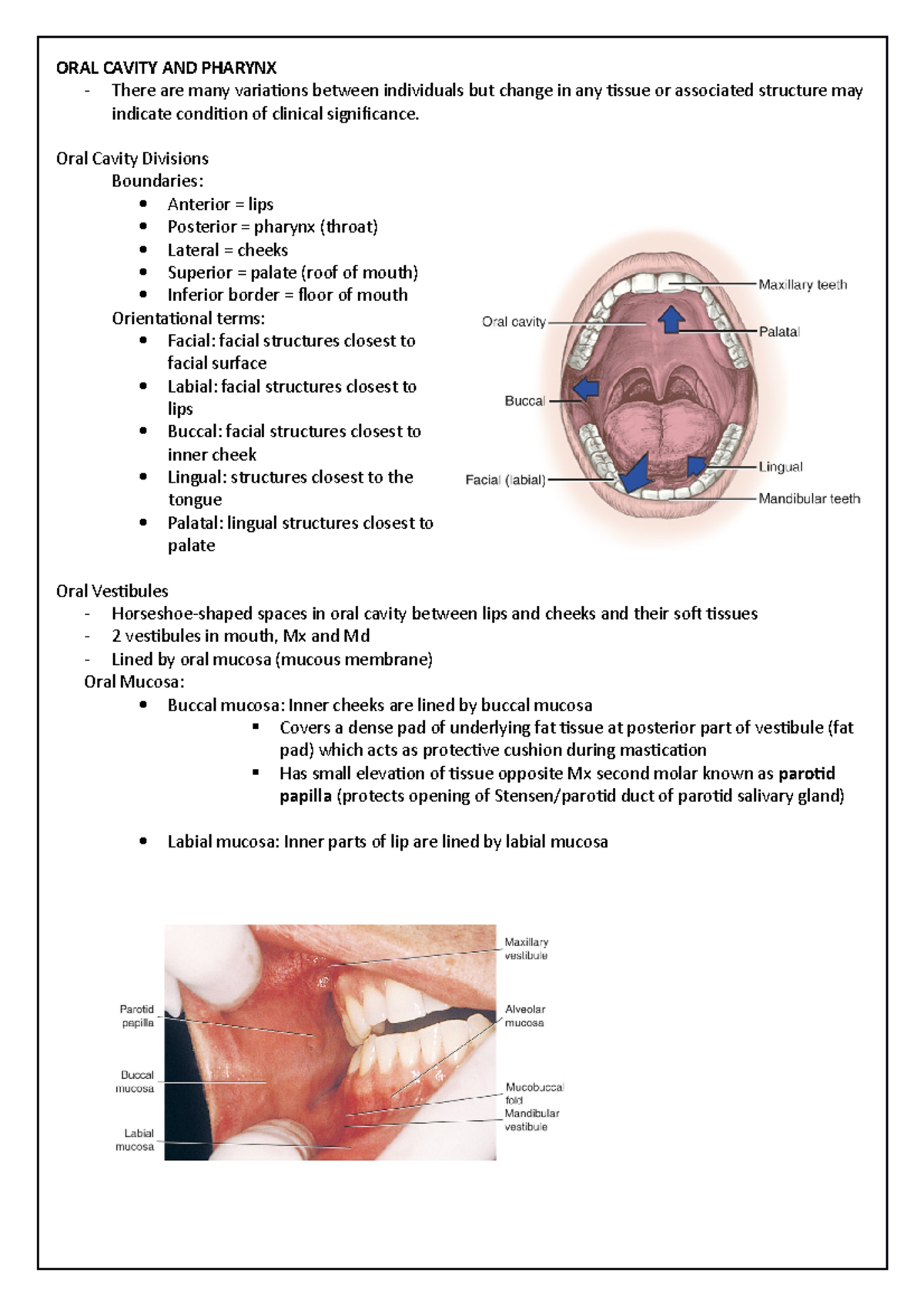 Oral Anatomy: Detailed Notes on Cavity, Enamel, and Structures - Studocu