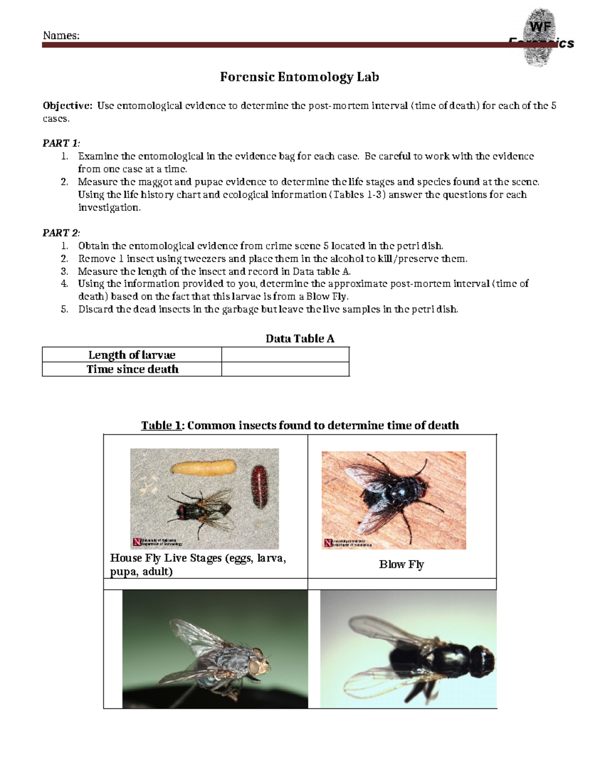Forensic Entomology Lab Activity: Determining Time of Death Using ...