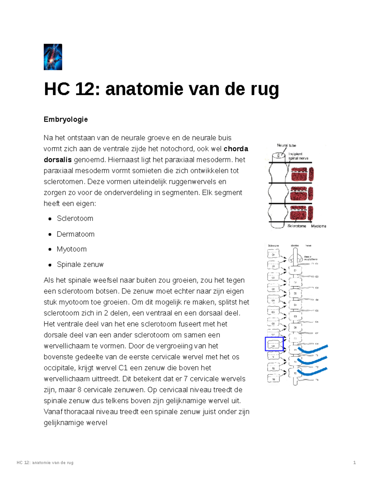 HC 12: Anatomie van de Rug - Ontwikkeling en Structuur van de ...